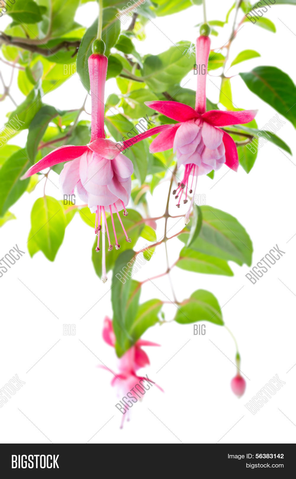 Gentle Pink Fuchsia Image & Photo (Free Trial) | Bigstock