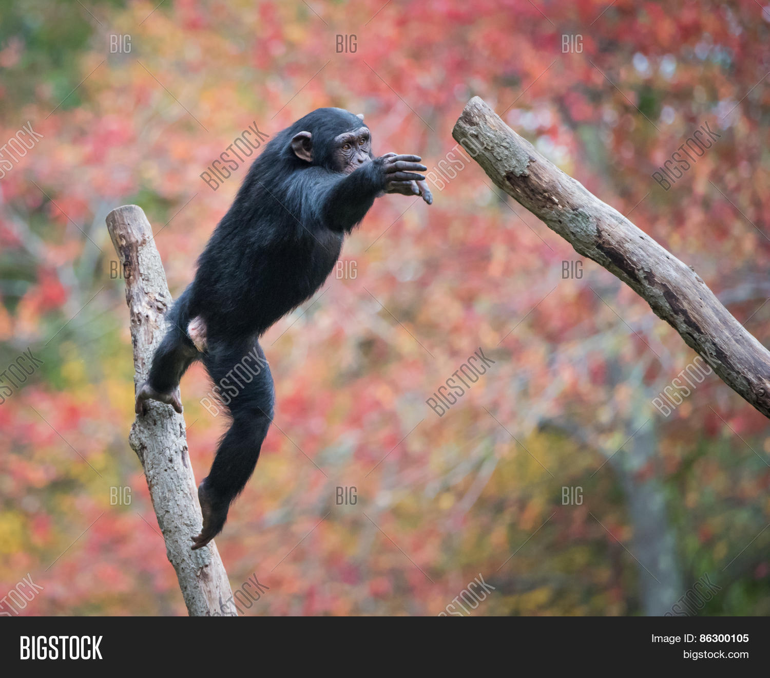 Jumping Chimp Image & Photo (Free Trial) | Bigstock