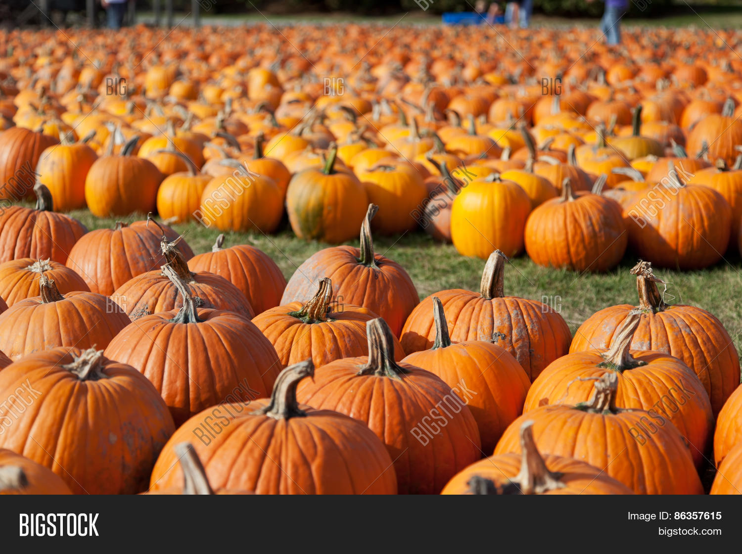 Pumpkins On Farm Image & Photo (Free Trial) | Bigstock