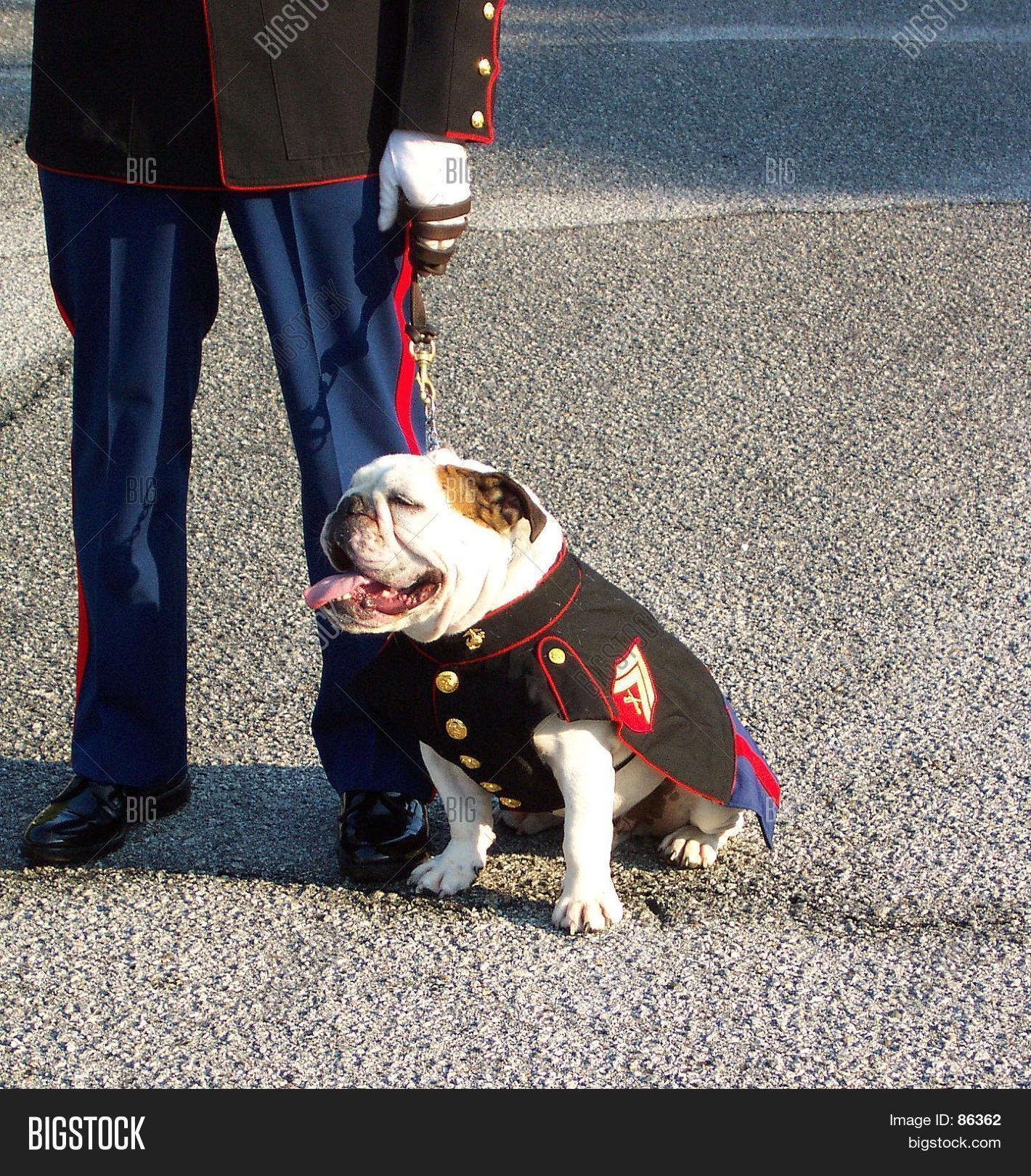 Marine Bull Dog Image & Photo (Free Trial) | Bigstock