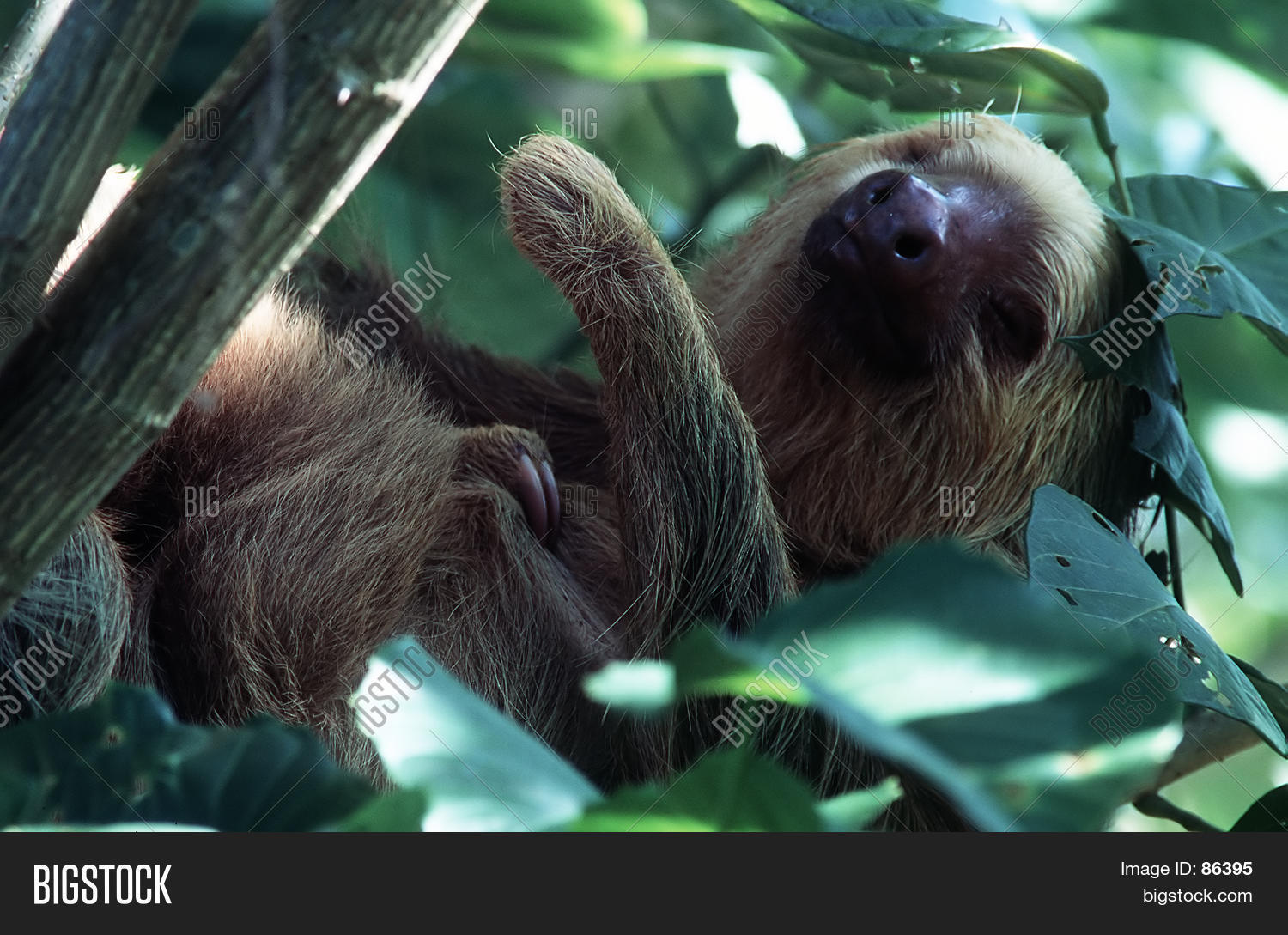 Sleeping Sloth Image & Photo (Free Trial) | Bigstock