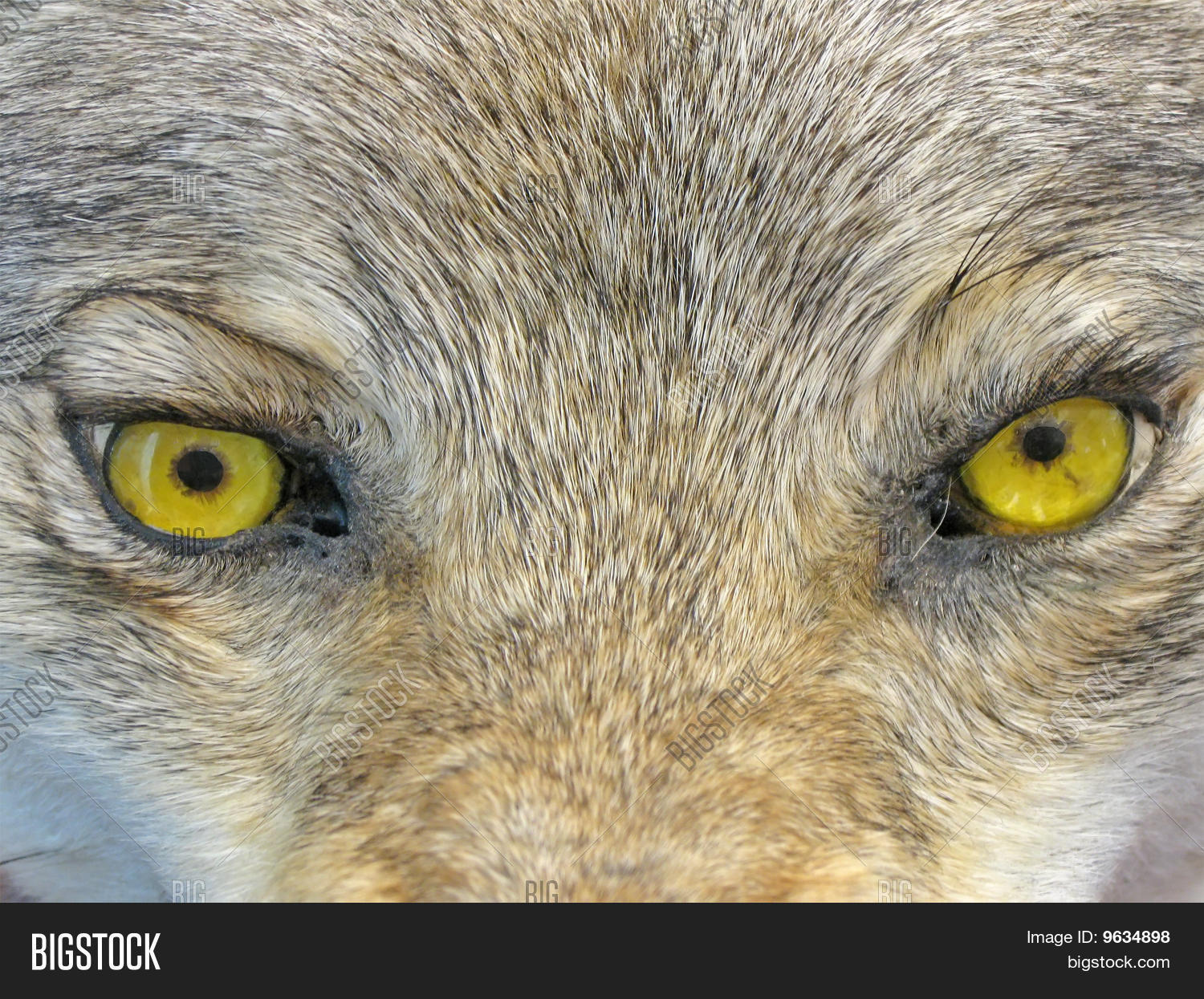 Yellow Wolf Eyes, Wild Image & Photo (Free Trial) | Bigstock