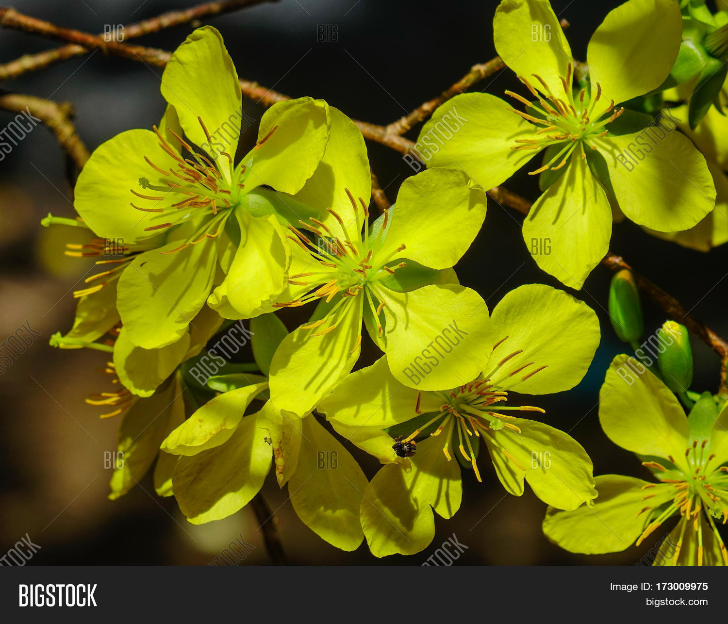 Ochna Integerrima Image & Photo (Free Trial) | Bigstock