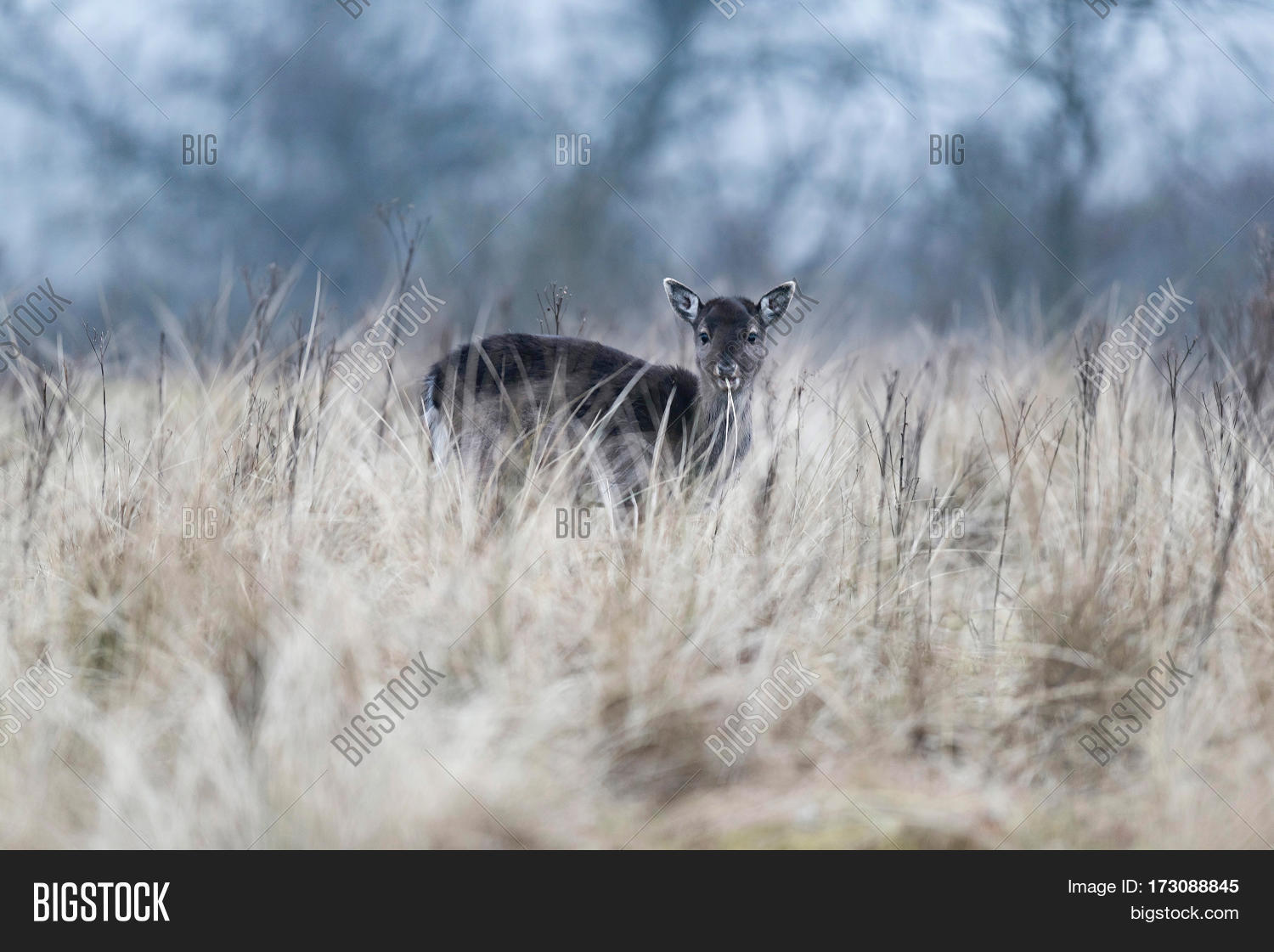 Fallow Deer Calf Image & Photo (Free Trial) | Bigstock