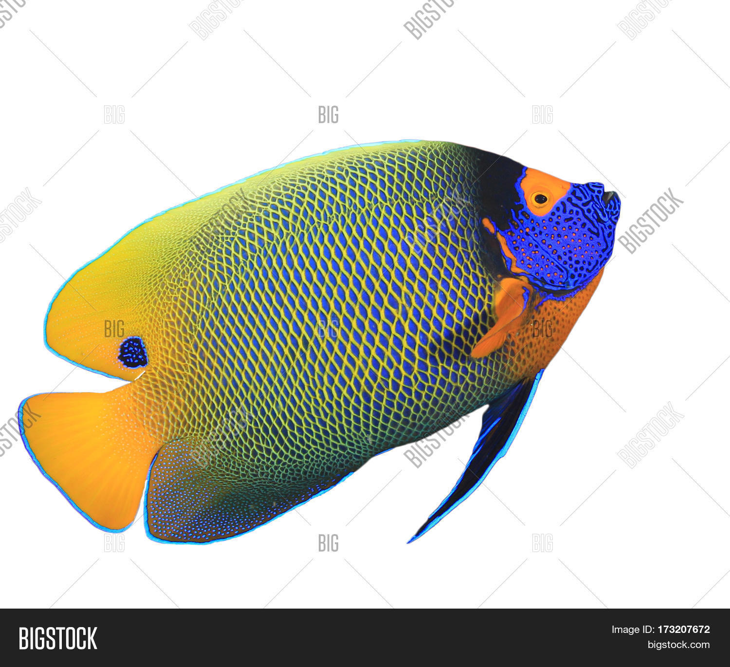 Blue-faced Angelfish. Image & Photo (Free Trial) | Bigstock