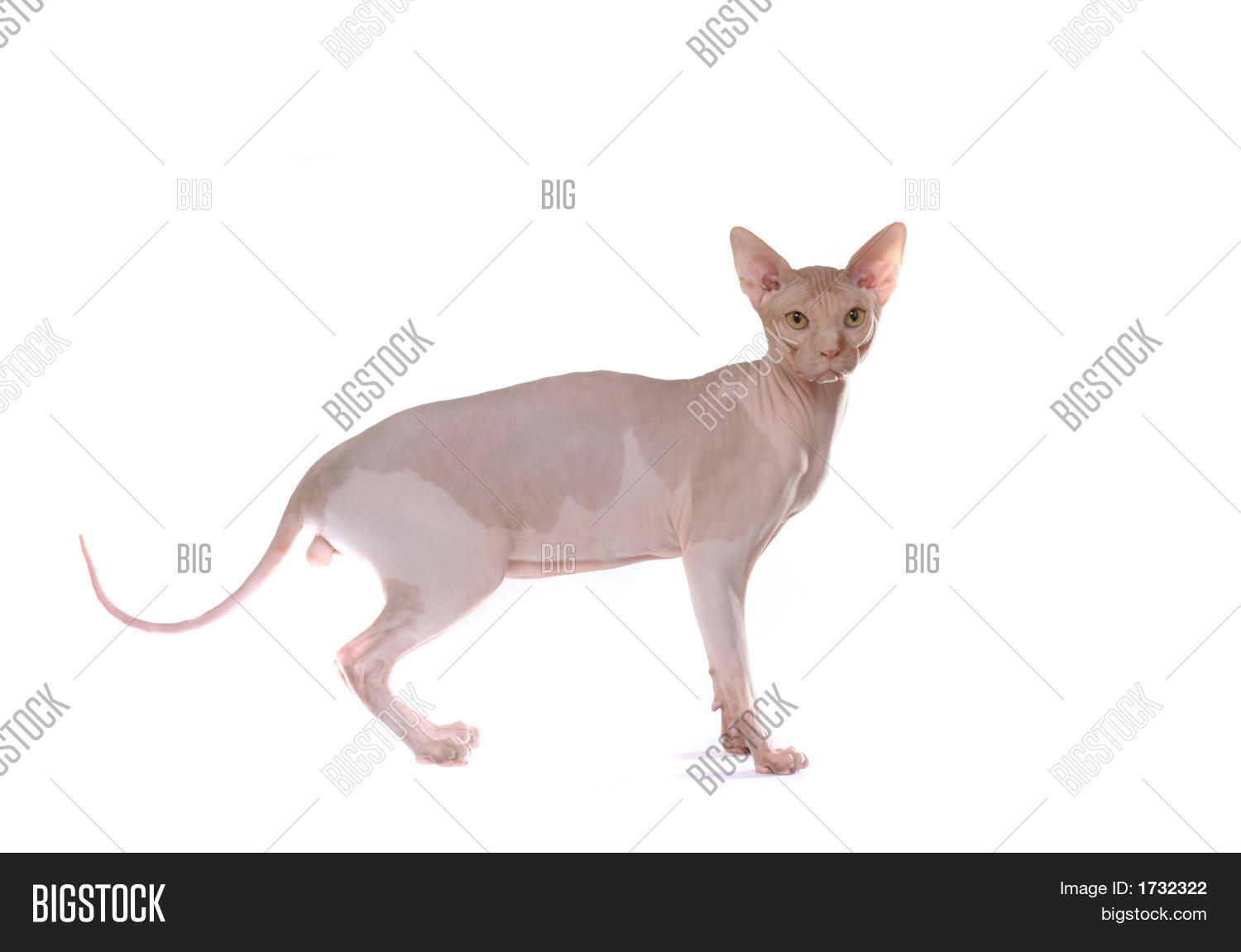 Bald-Headed Cat Image & Photo (Free Trial) | Bigstock