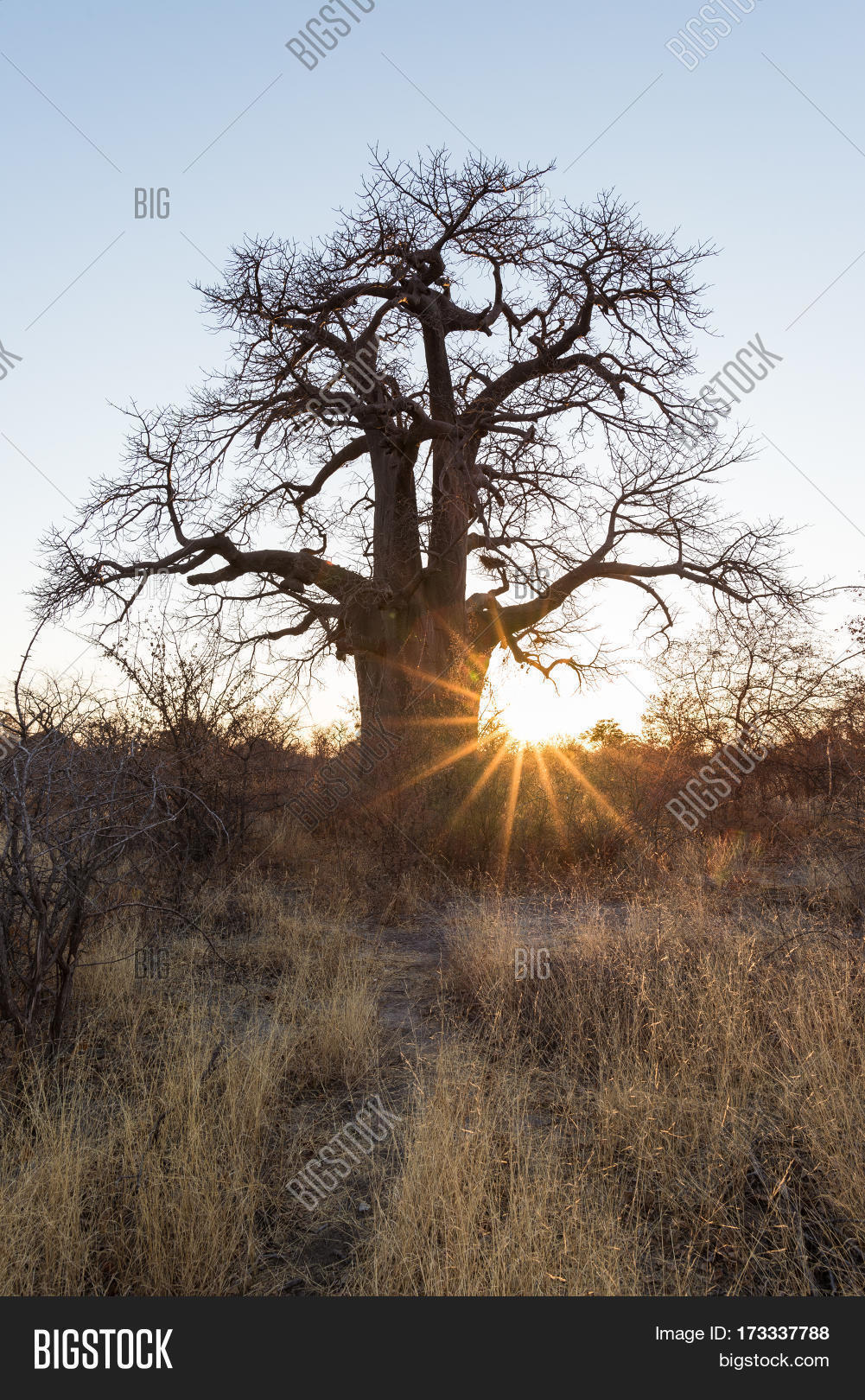 Huge Baobab Plant Image & Photo (Free Trial) | Bigstock