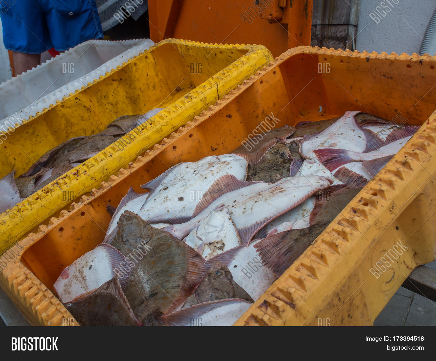 Freshly Caught Fish Image & Photo (Free Trial) | Bigstock