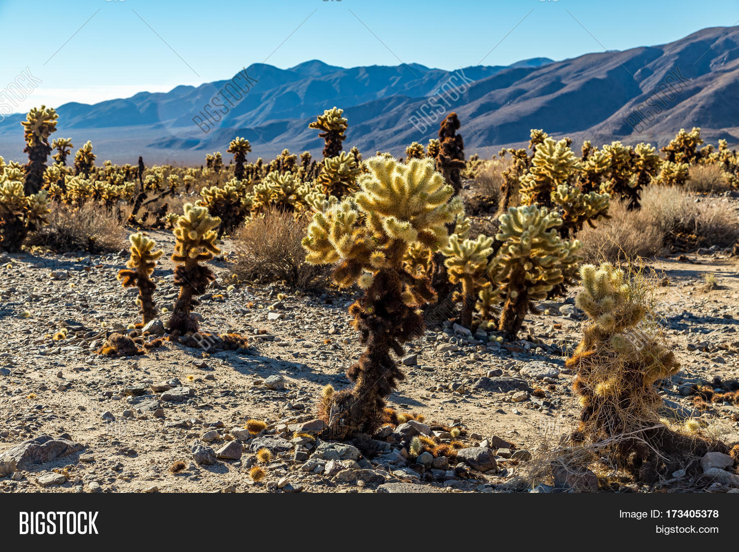 "jumping Cholla" Name Image & Photo (Free Trial) | Bigstock