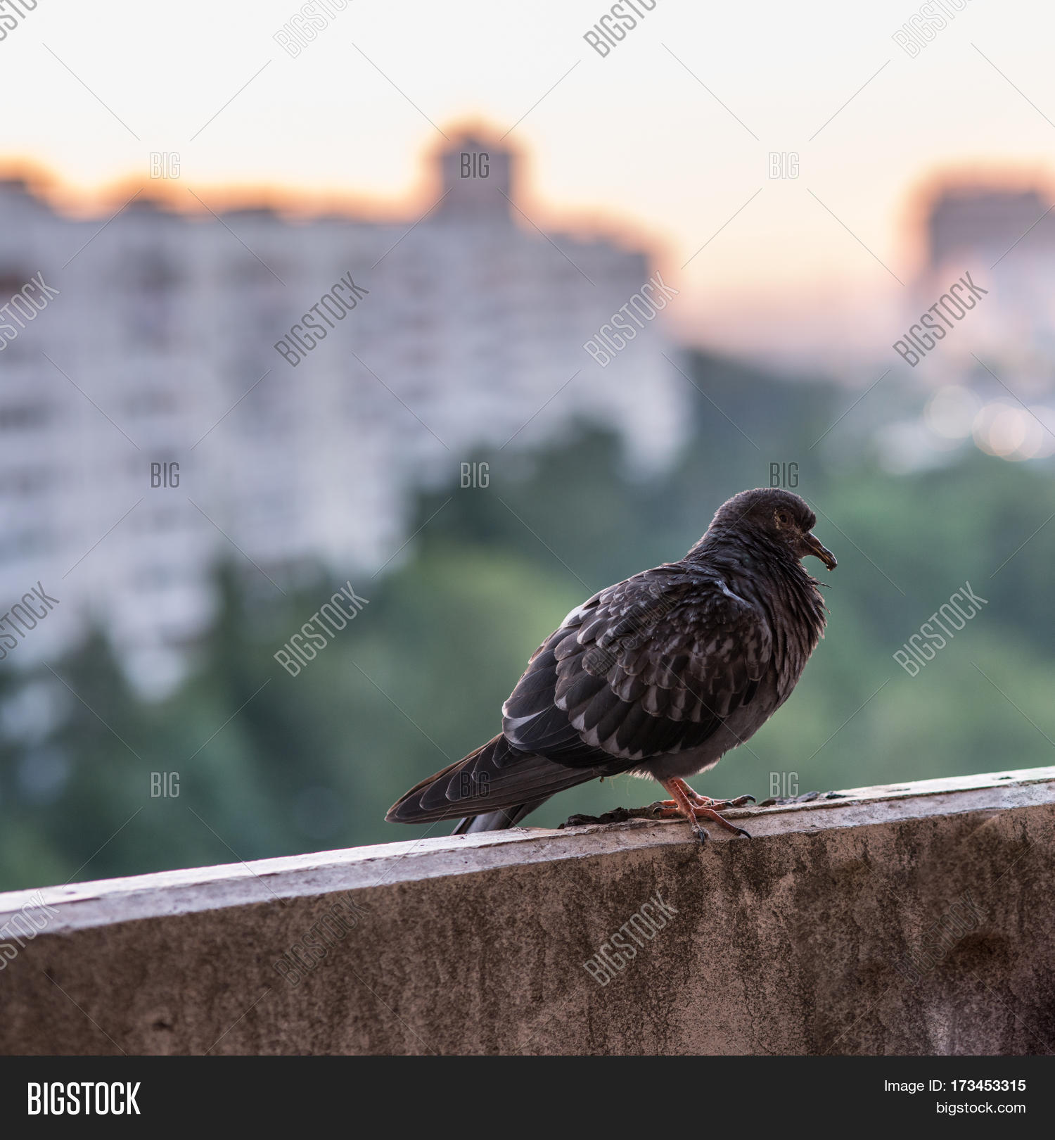 Sick Pigeon Sitting On Image & Photo (Free Trial) | Bigstock