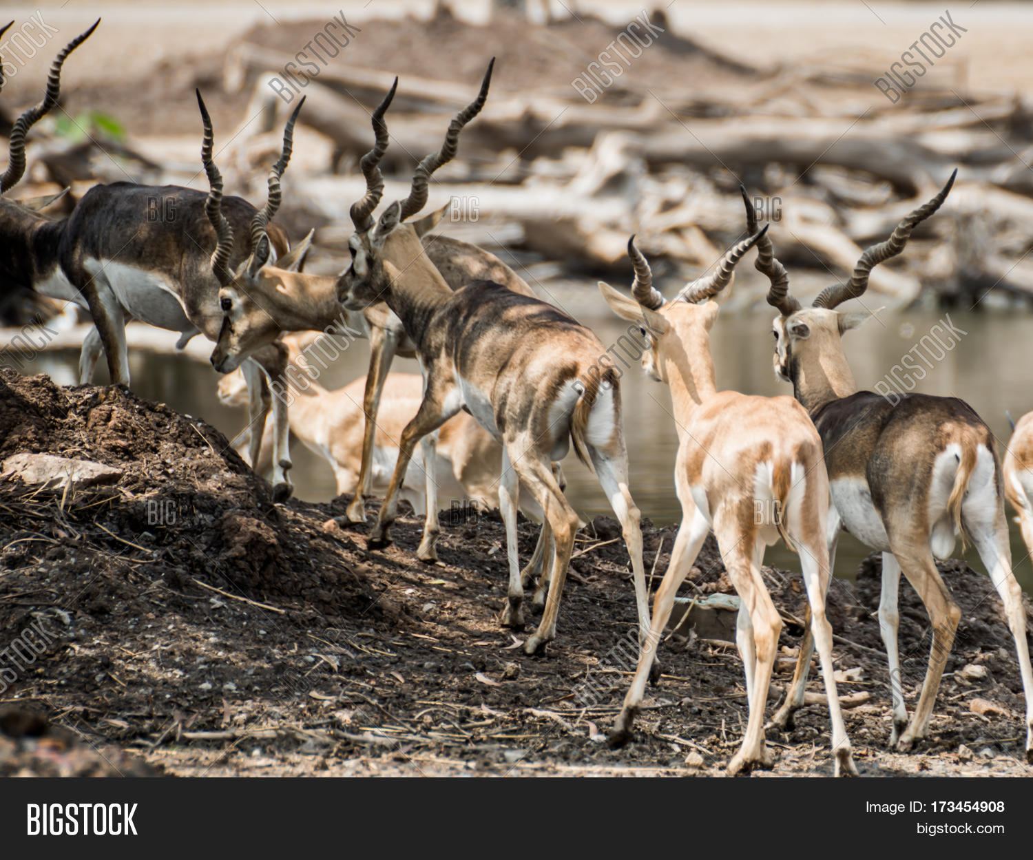 Impala Deer Zoo Image & Photo (Free Trial) | Bigstock