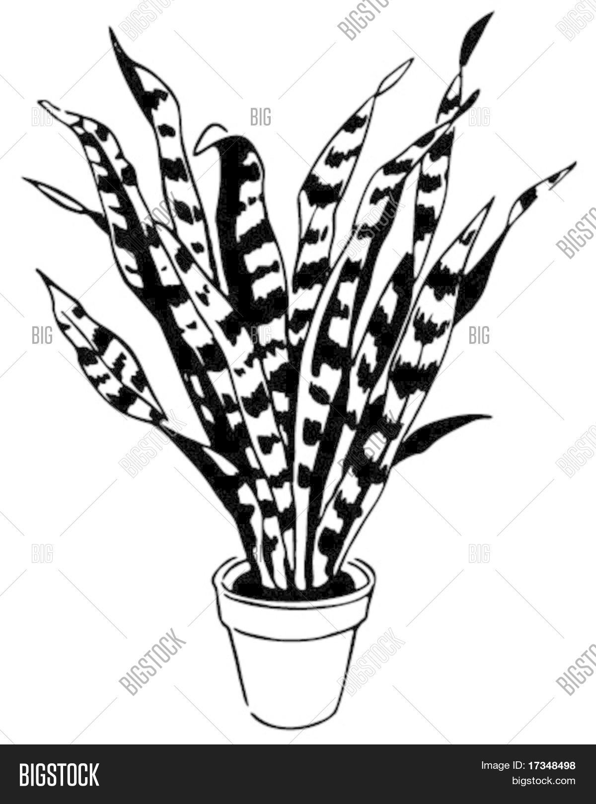 Plant 6 - Retro Vector & Photo (Free Trial) | Bigstock