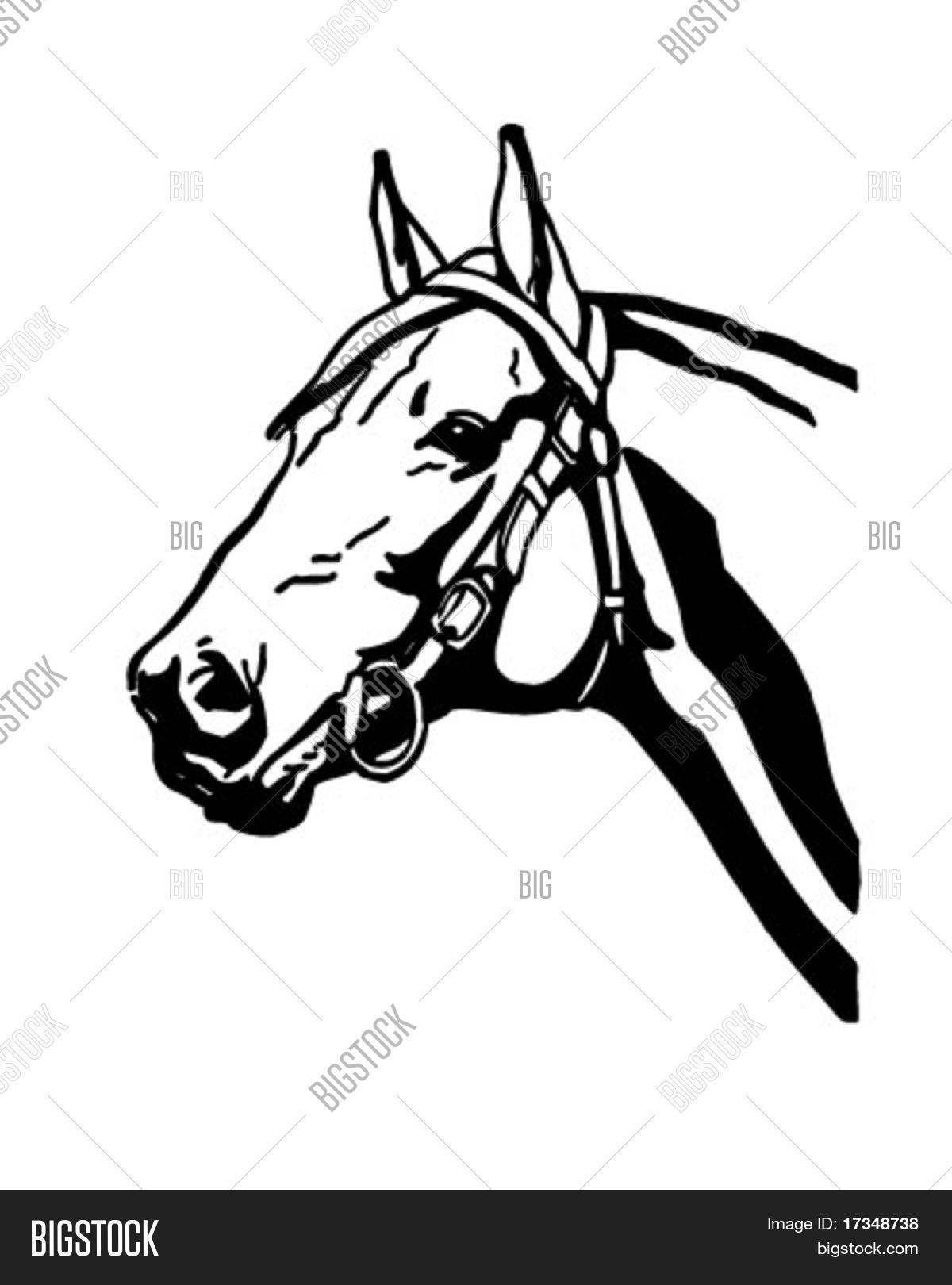 Vector y foto Cabeza De Caballo 2 (prueba gratis) | Bigstock