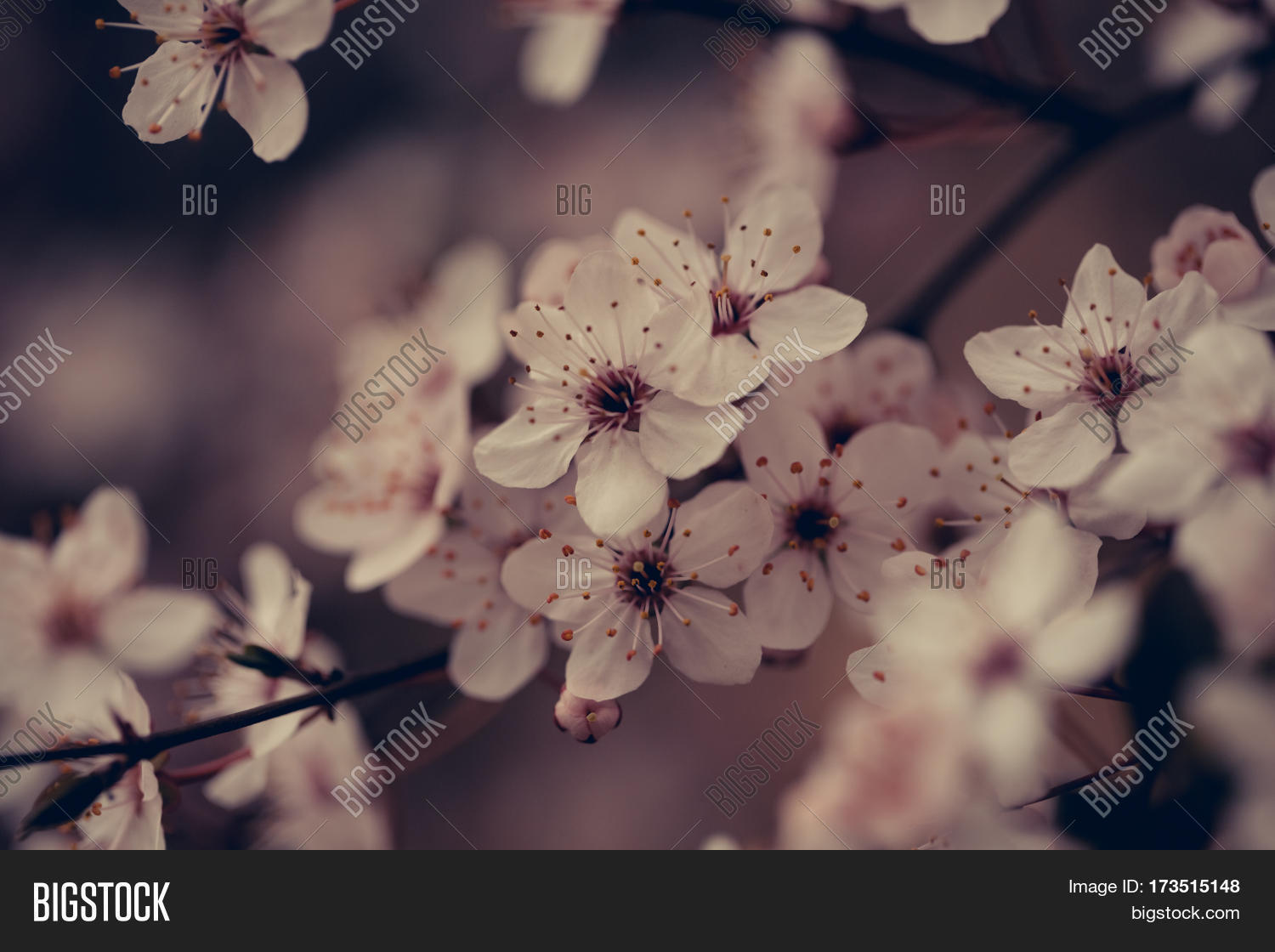White Sakura Flower Image & Photo (Free Trial) | Bigstock