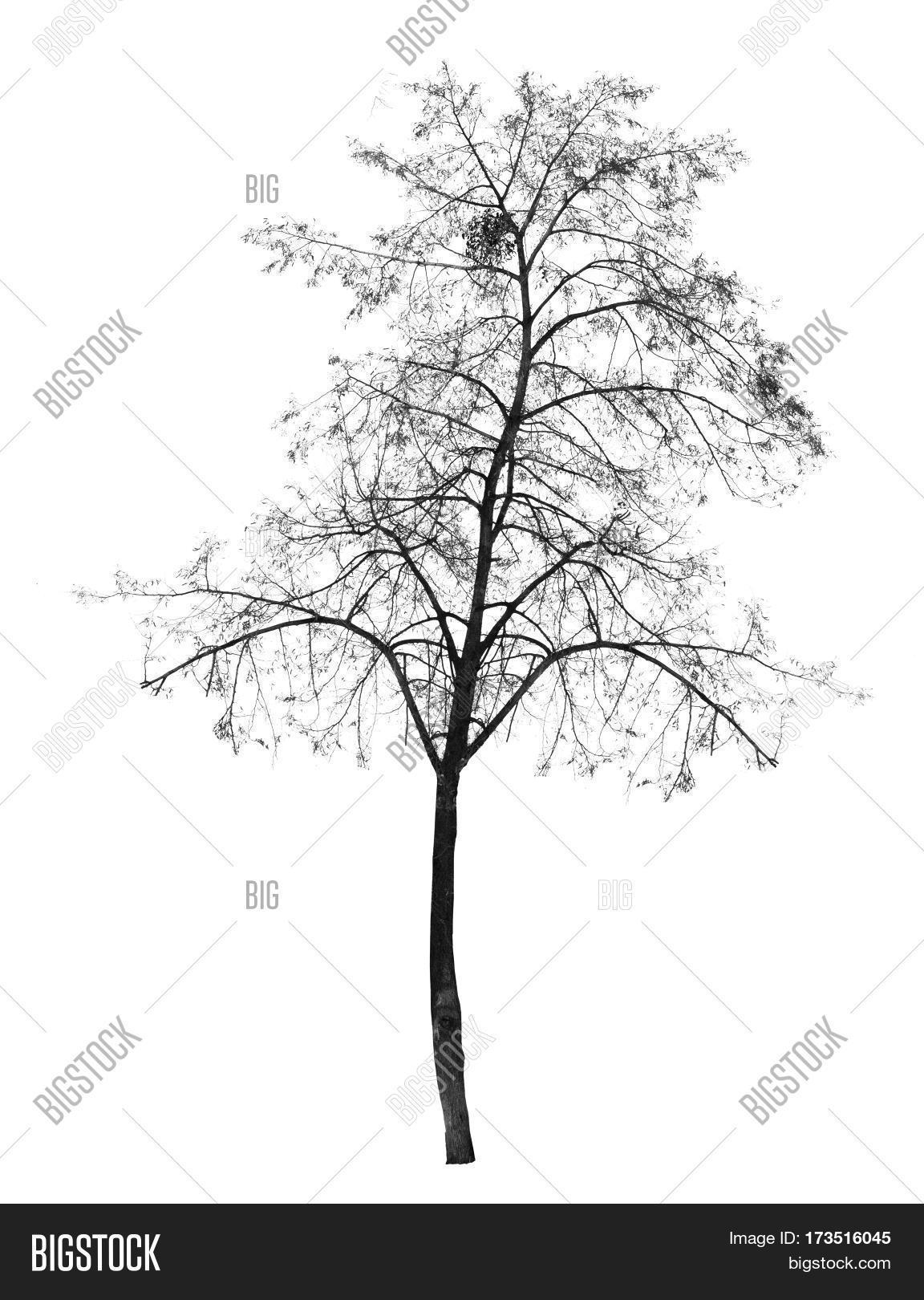 Bare Tree Without Image & Photo (Free Trial) | Bigstock