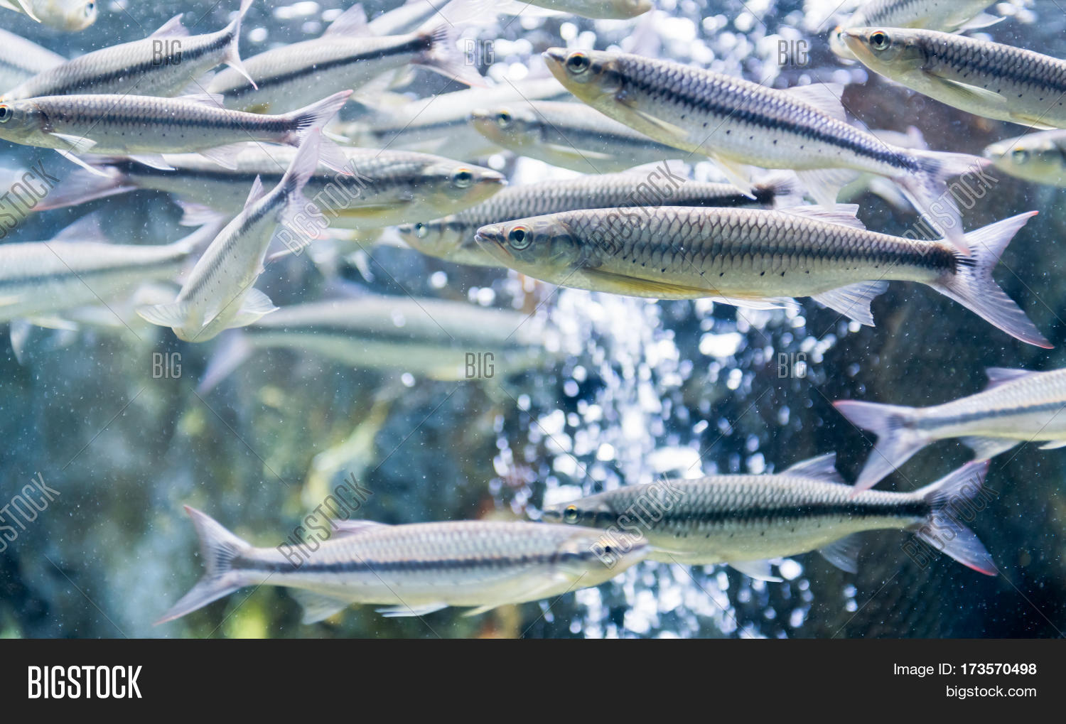 Luciosoma Bleekeri Image & Photo (Free Trial) | Bigstock