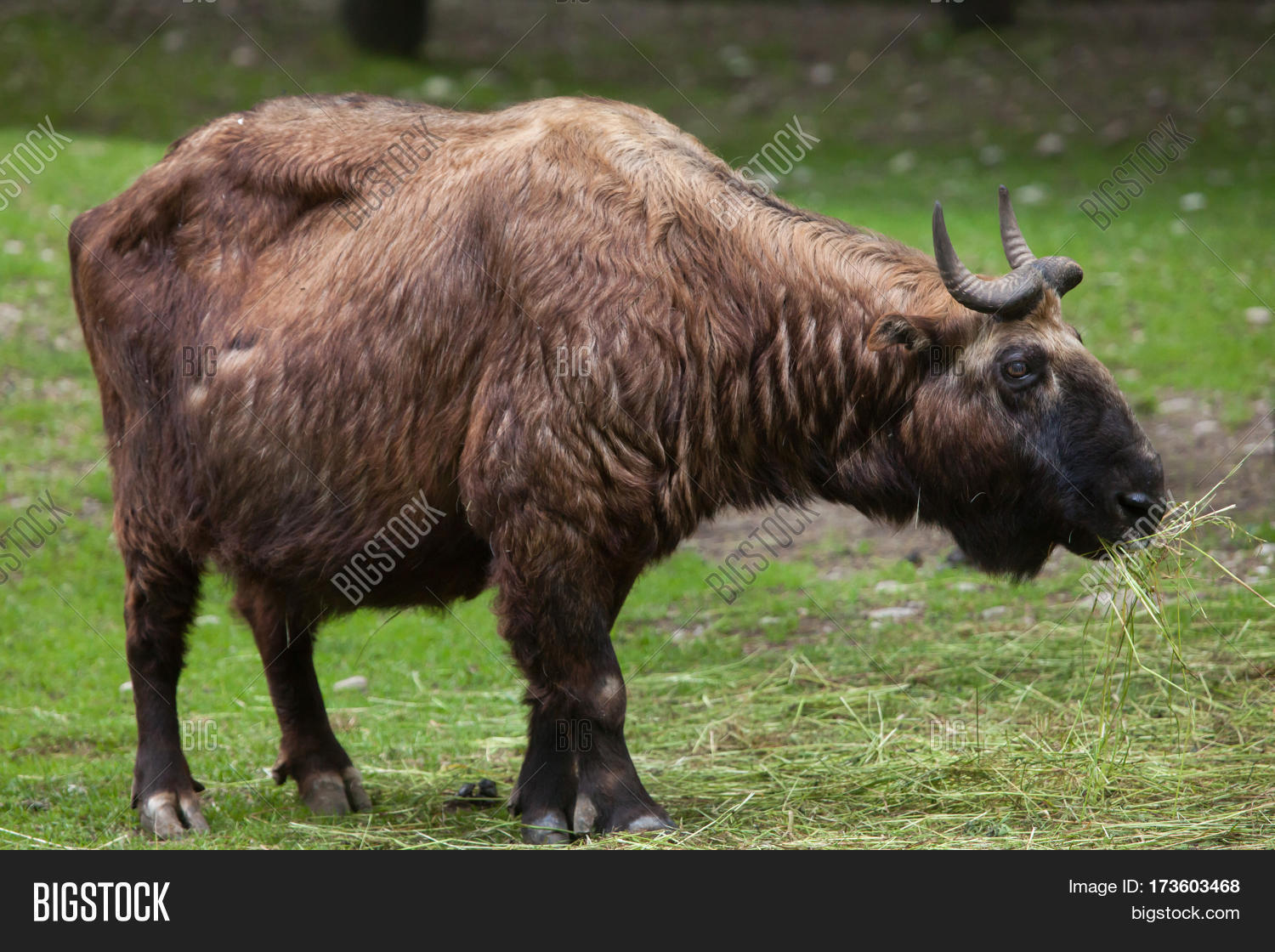 Mishmi Takin (Budorcas Image & Photo (Free Trial) | Bigstock