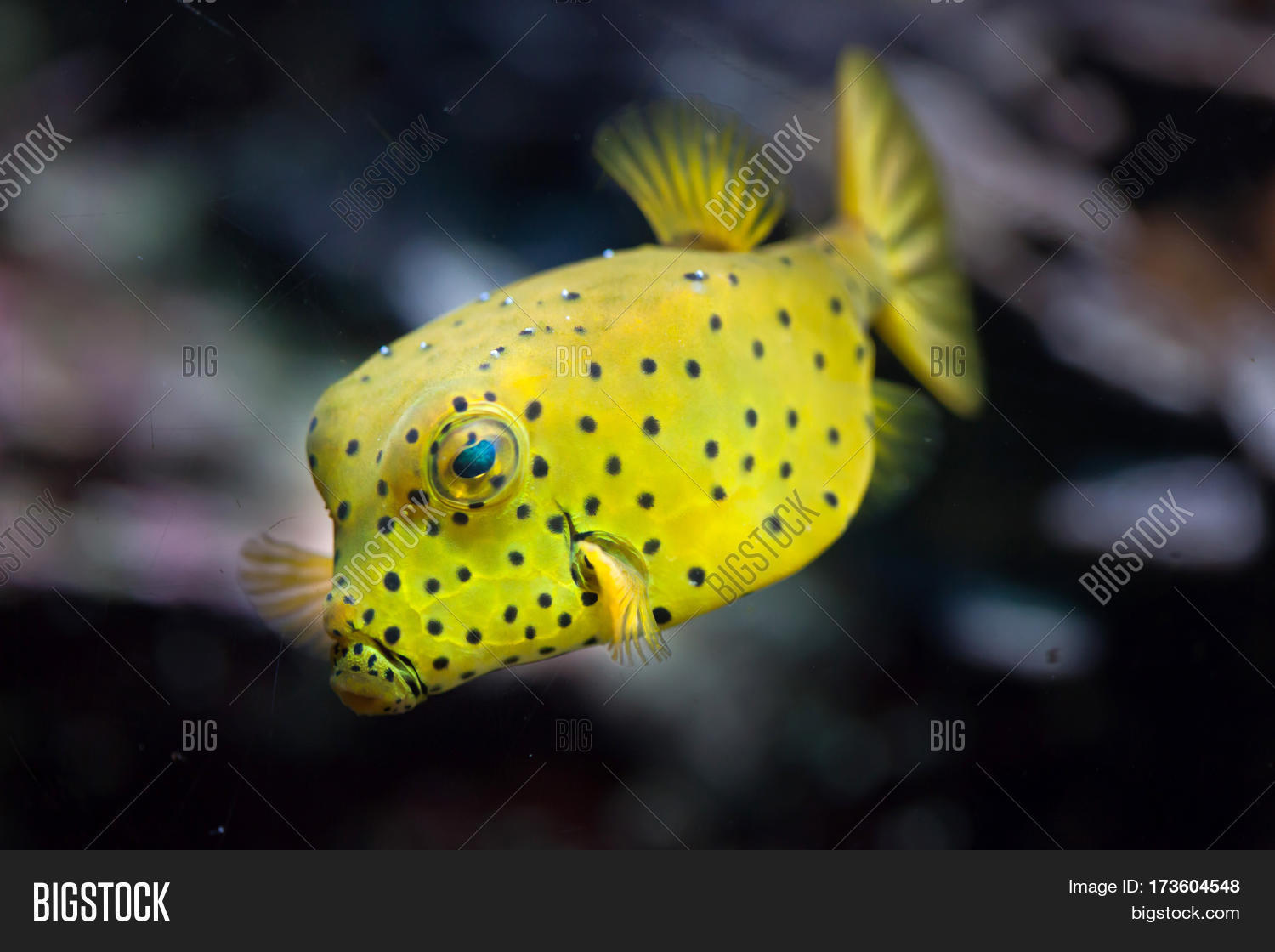Yellow Boxfish ( Image & Photo (Free Trial) | Bigstock