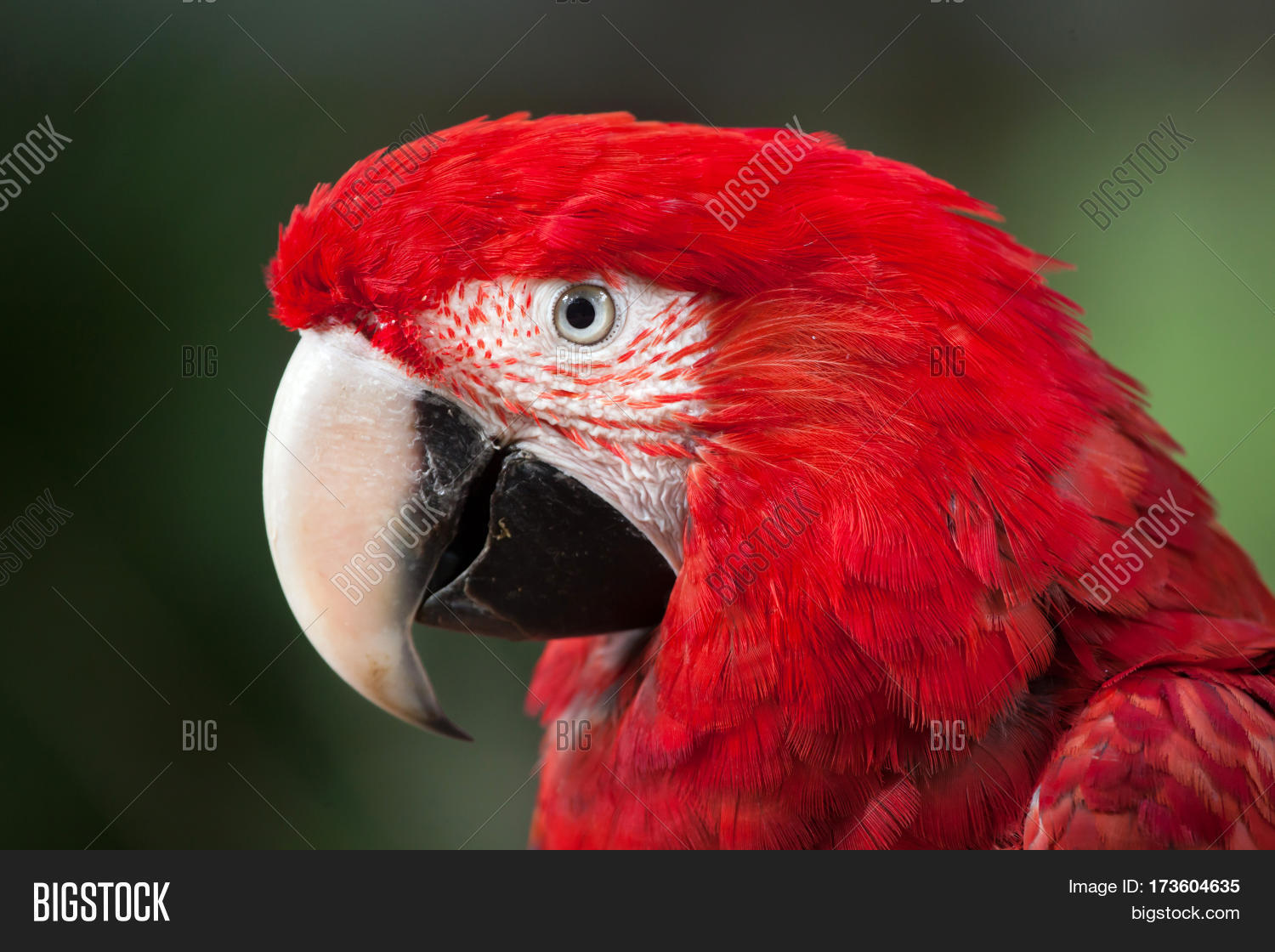 Green-winged Macaw ( Image & Photo (Free Trial) | Bigstock