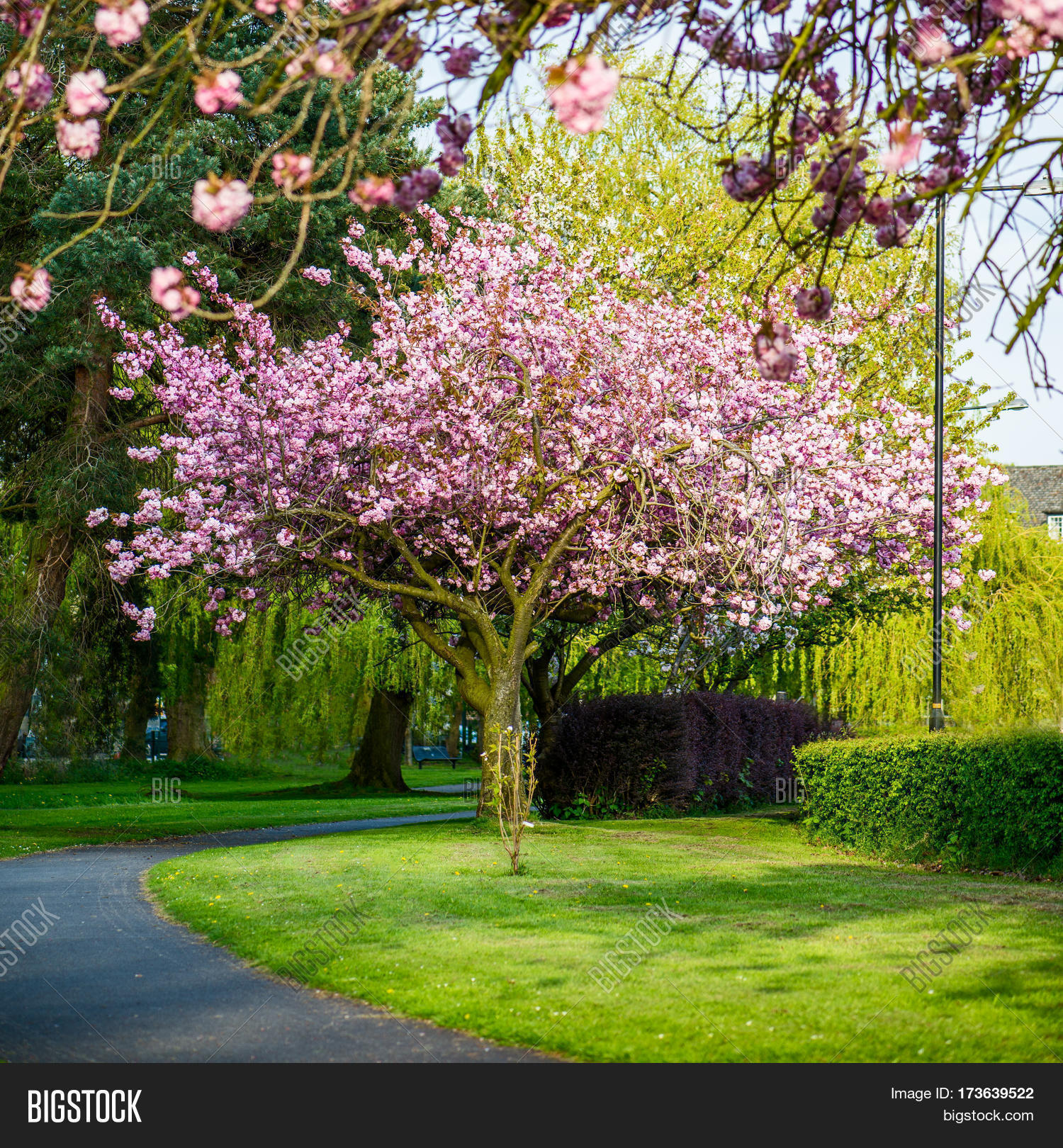 Blooming Tree Branches Image & Photo (Free Trial) | Bigstock