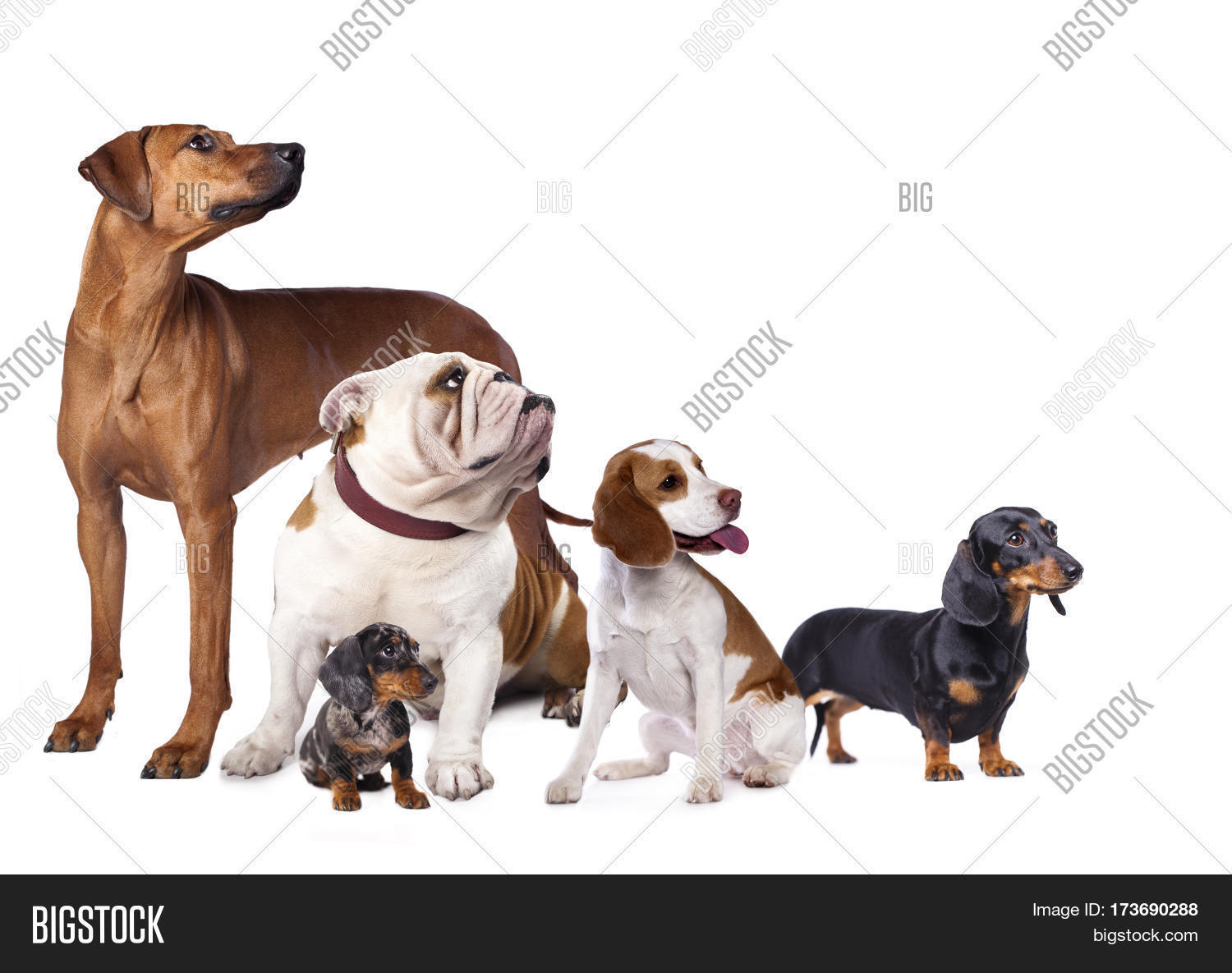 Group Dogs Cats Image & Photo (Free Trial) | Bigstock