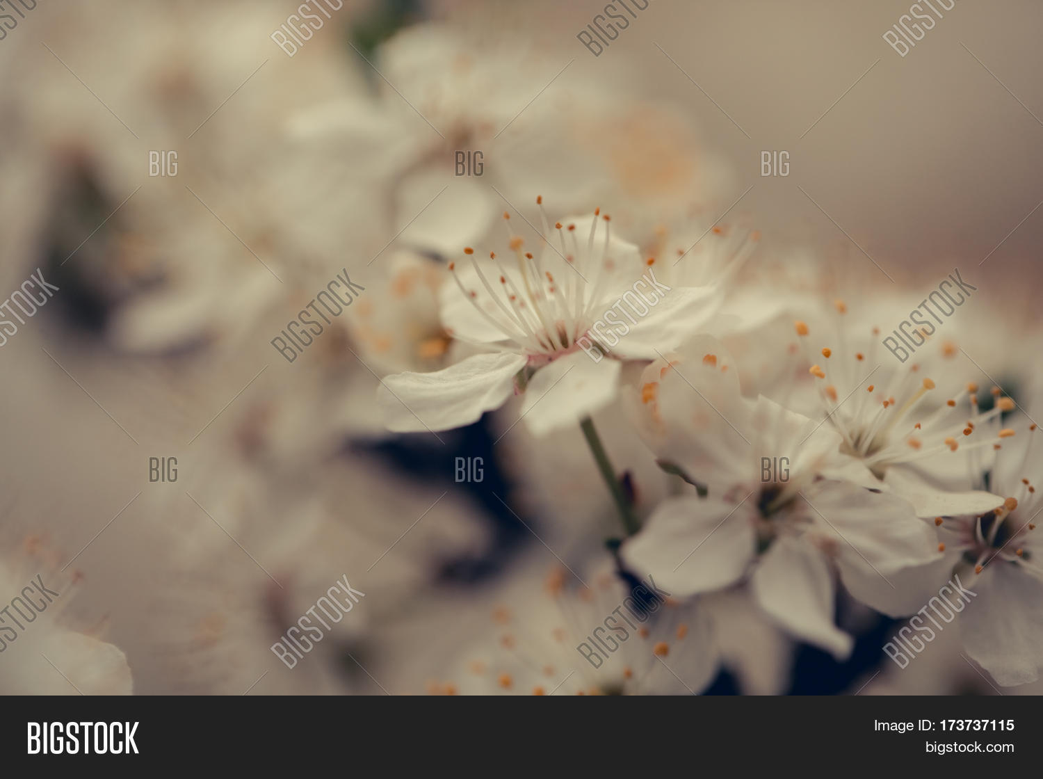 White Sakura Flower Image & Photo (Free Trial) | Bigstock