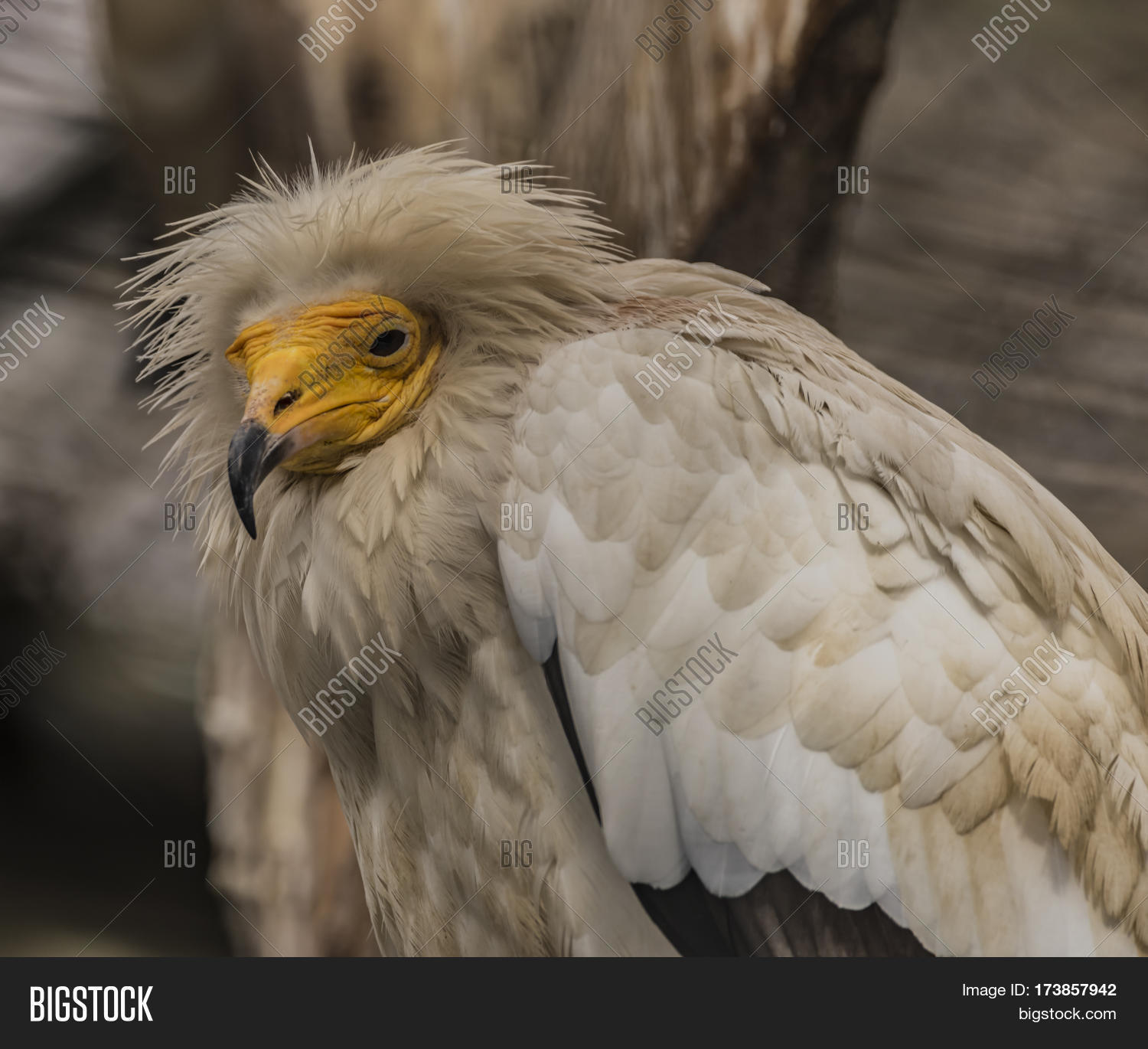 Neophron Percnopterus Image & Photo (Free Trial) | Bigstock