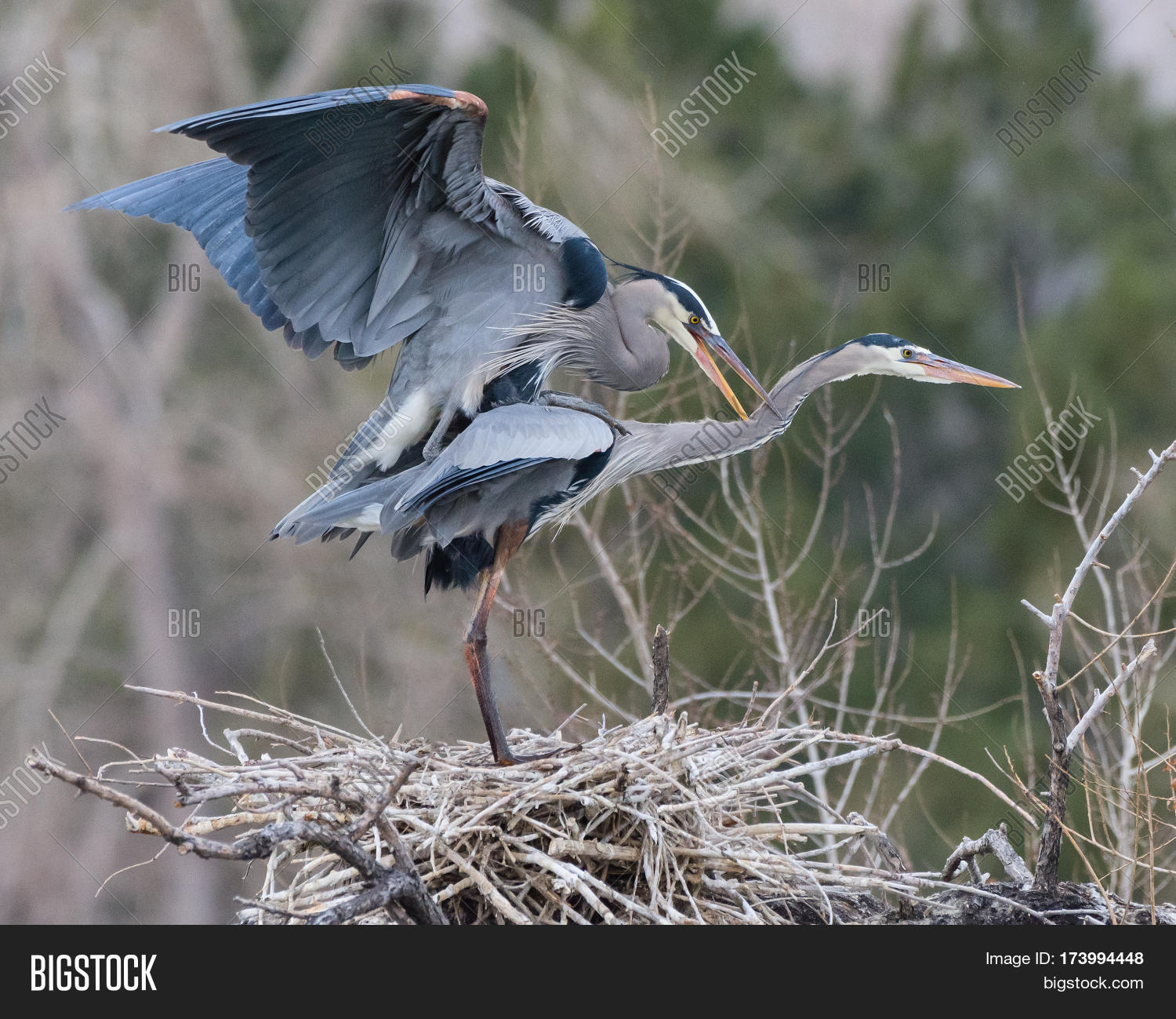 Great Blue Herons Image & Photo (Free Trial) | Bigstock