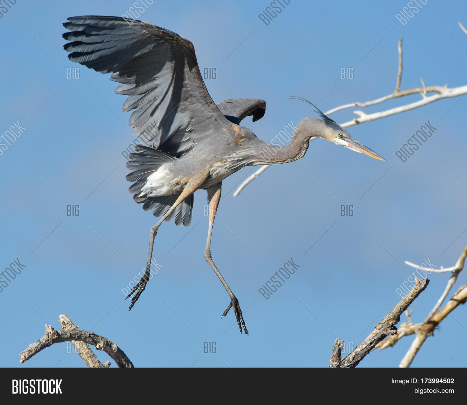 Great Blue Herons Image & Photo (Free Trial) | Bigstock