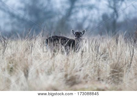 Fallow Deer Calf Image & Photo (Free Trial) | Bigstock