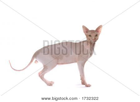 Bald-Headed Cat Image & Photo (Free Trial) | Bigstock