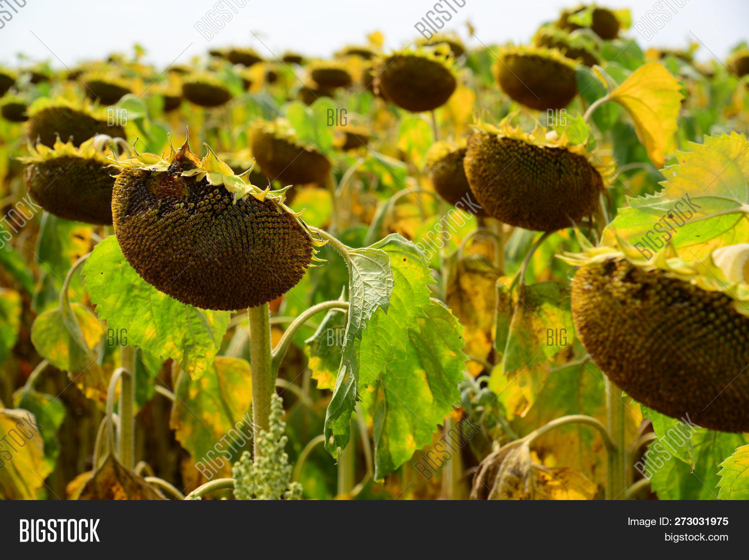 Field Ripe Sunflower Image & Photo (Free Trial) | Bigstock