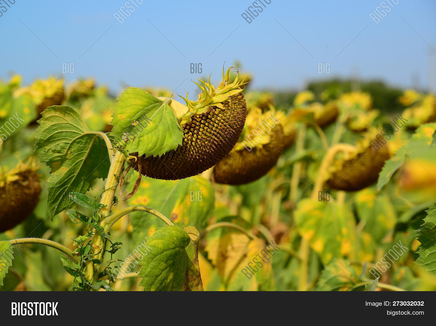 Field Ripe Sunflower Image & Photo (Free Trial) | Bigstock