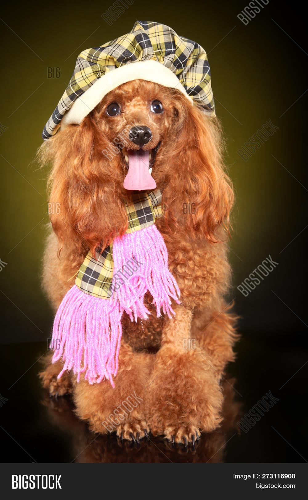 Happy Poodle Dog Image & Photo (Free Trial) | Bigstock