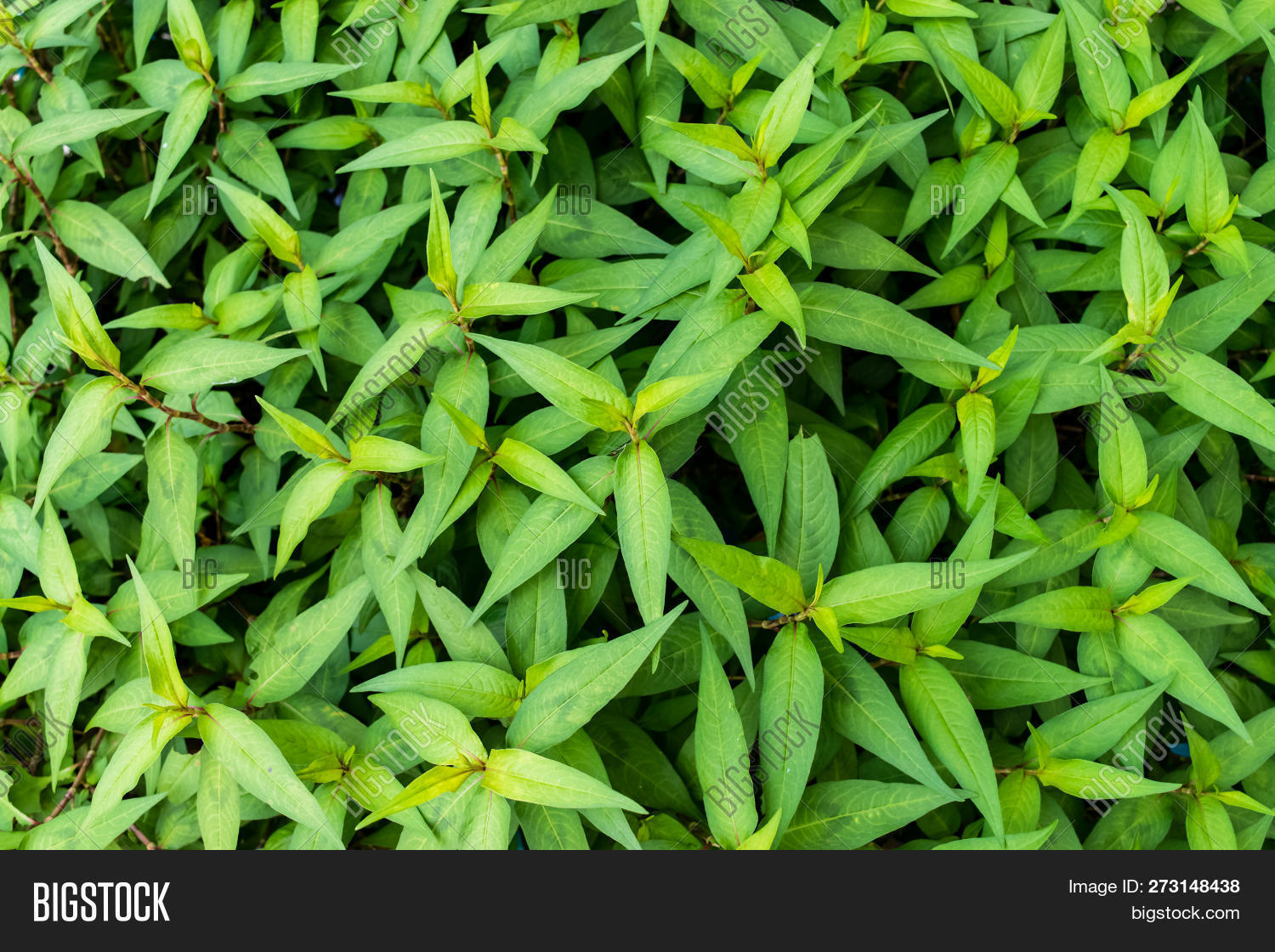 Coriander Tree