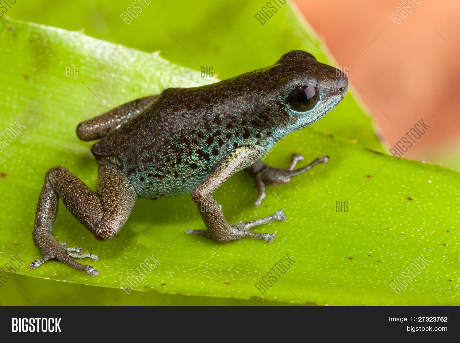 Cute Poison Dart Forg Image & Photo (Free Trial) | Bigstock