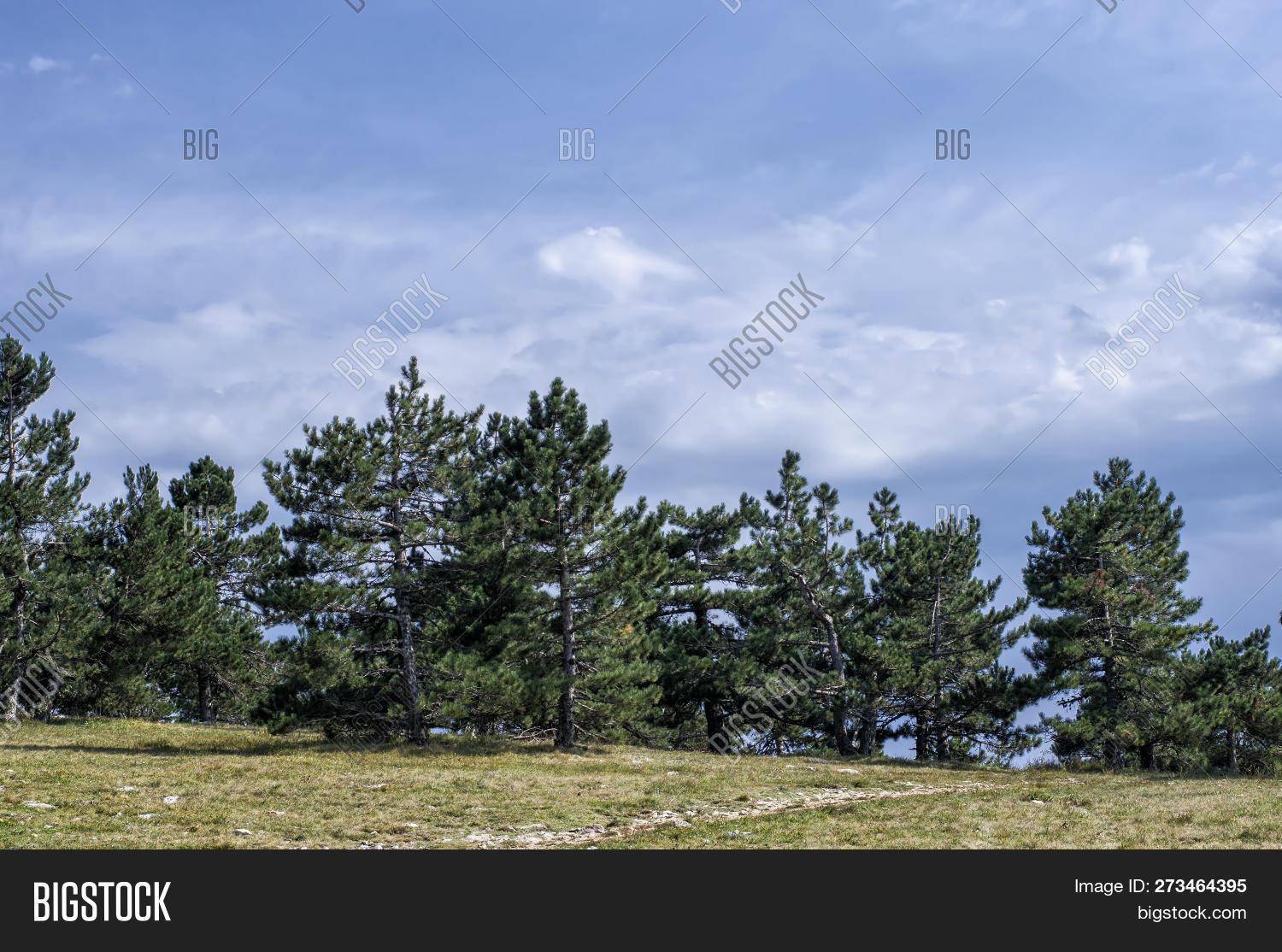 Large Group Coniferous Image & Photo (Free Trial) | Bigstock