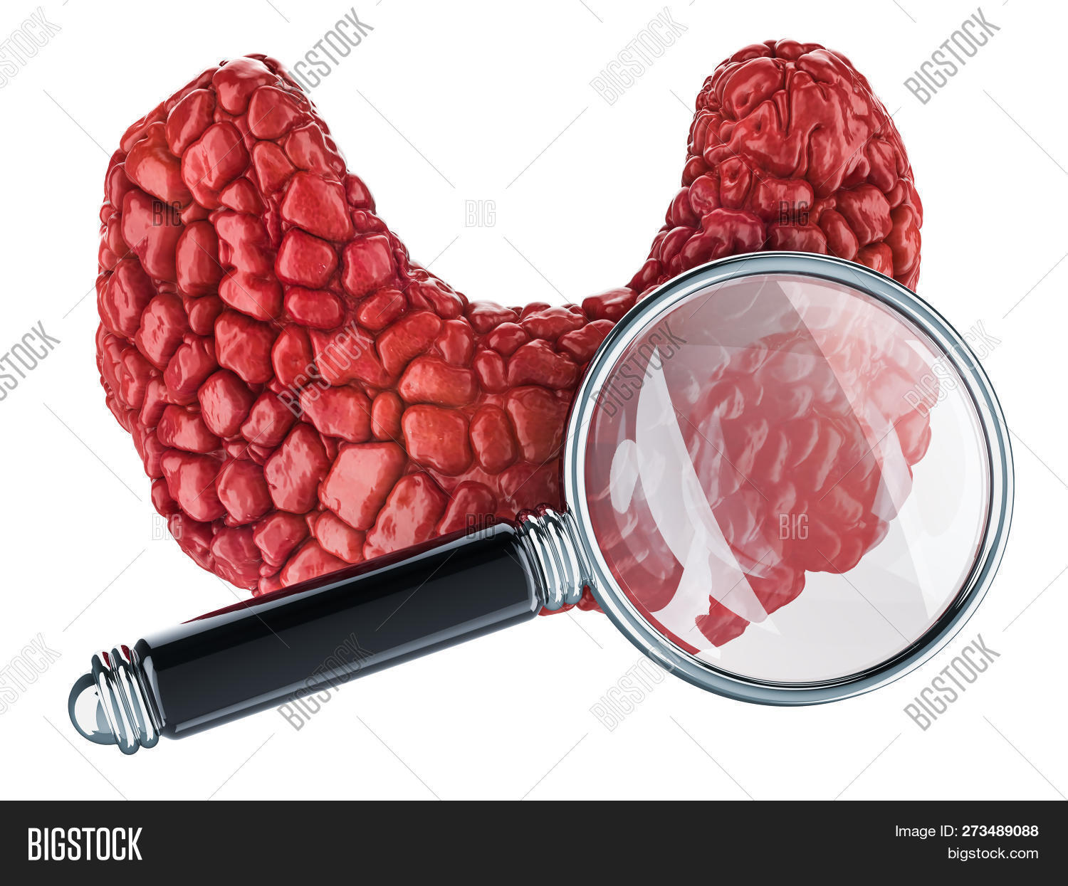 Human Thyroid Image & Photo (Free Trial) | Bigstock