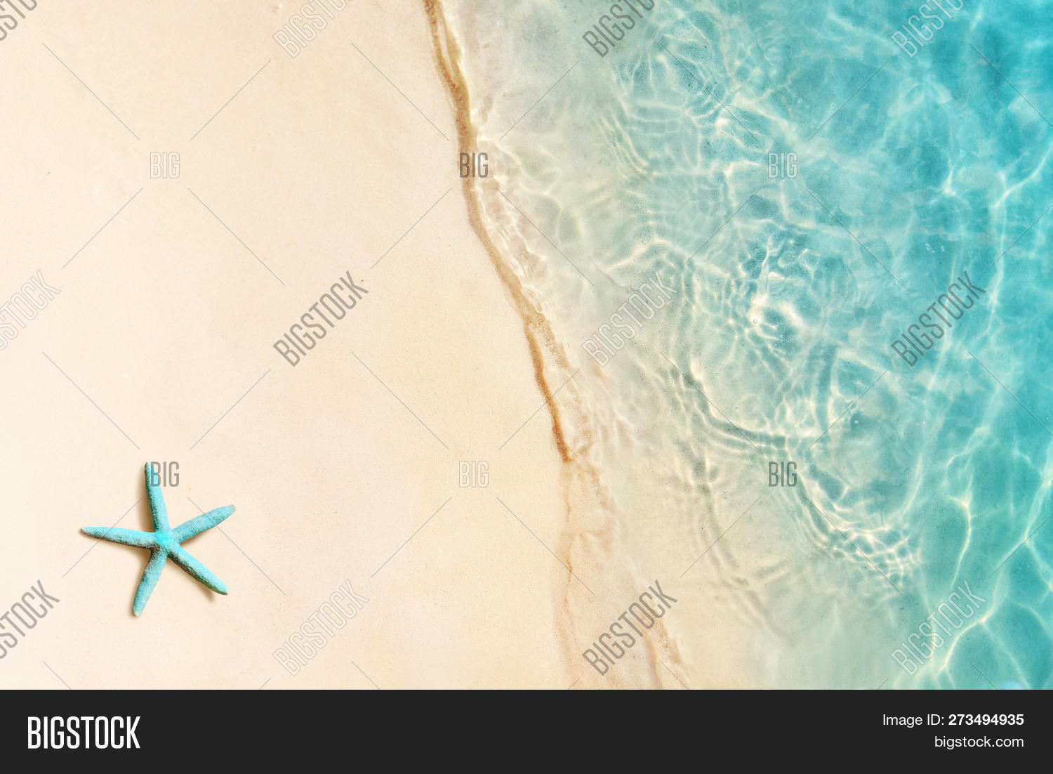 Single Shell On Beach Image & Photo (Free Trial) | Bigstock