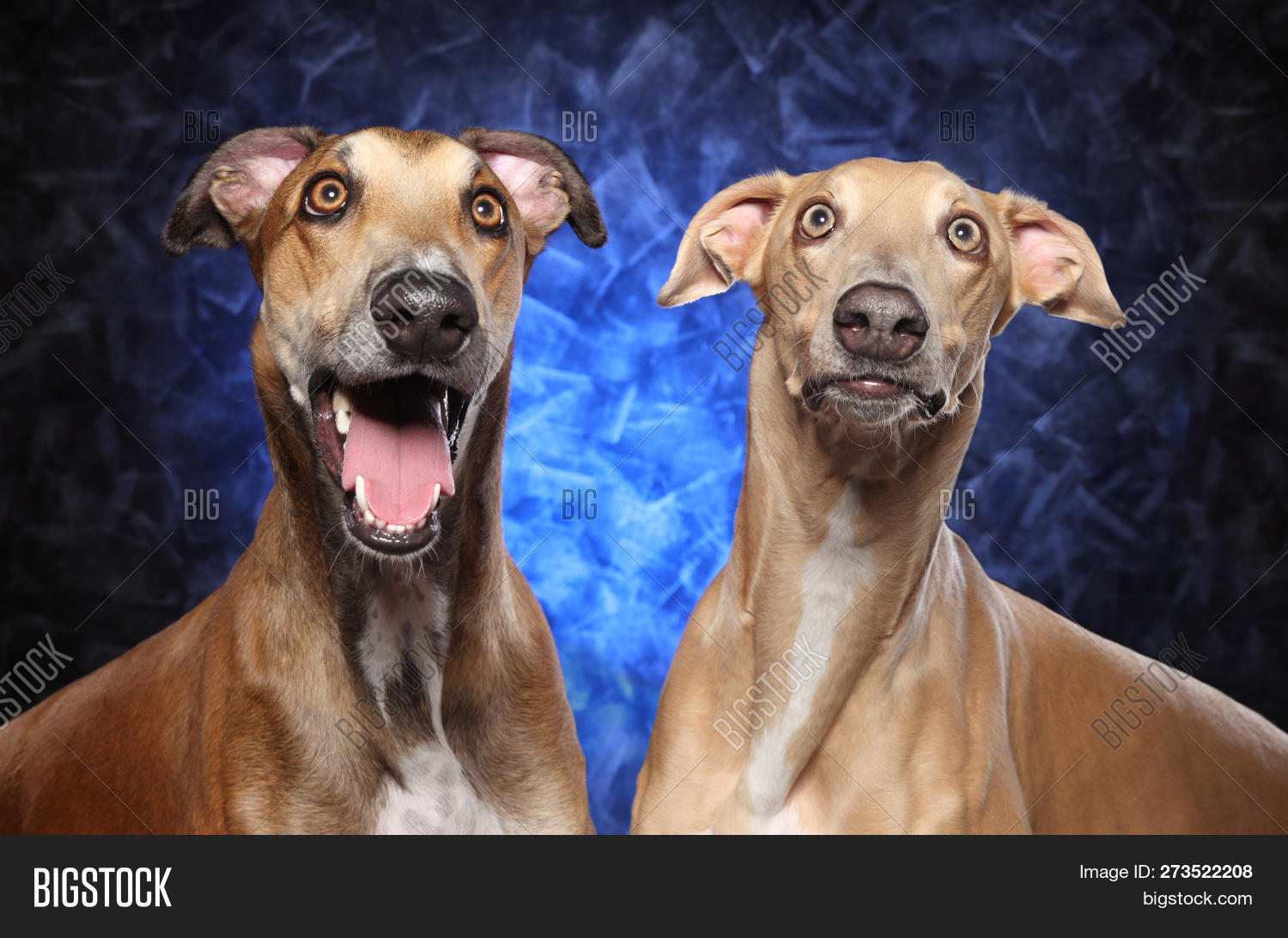 Surprised Greyhound Image & Photo (Free Trial) | Bigstock