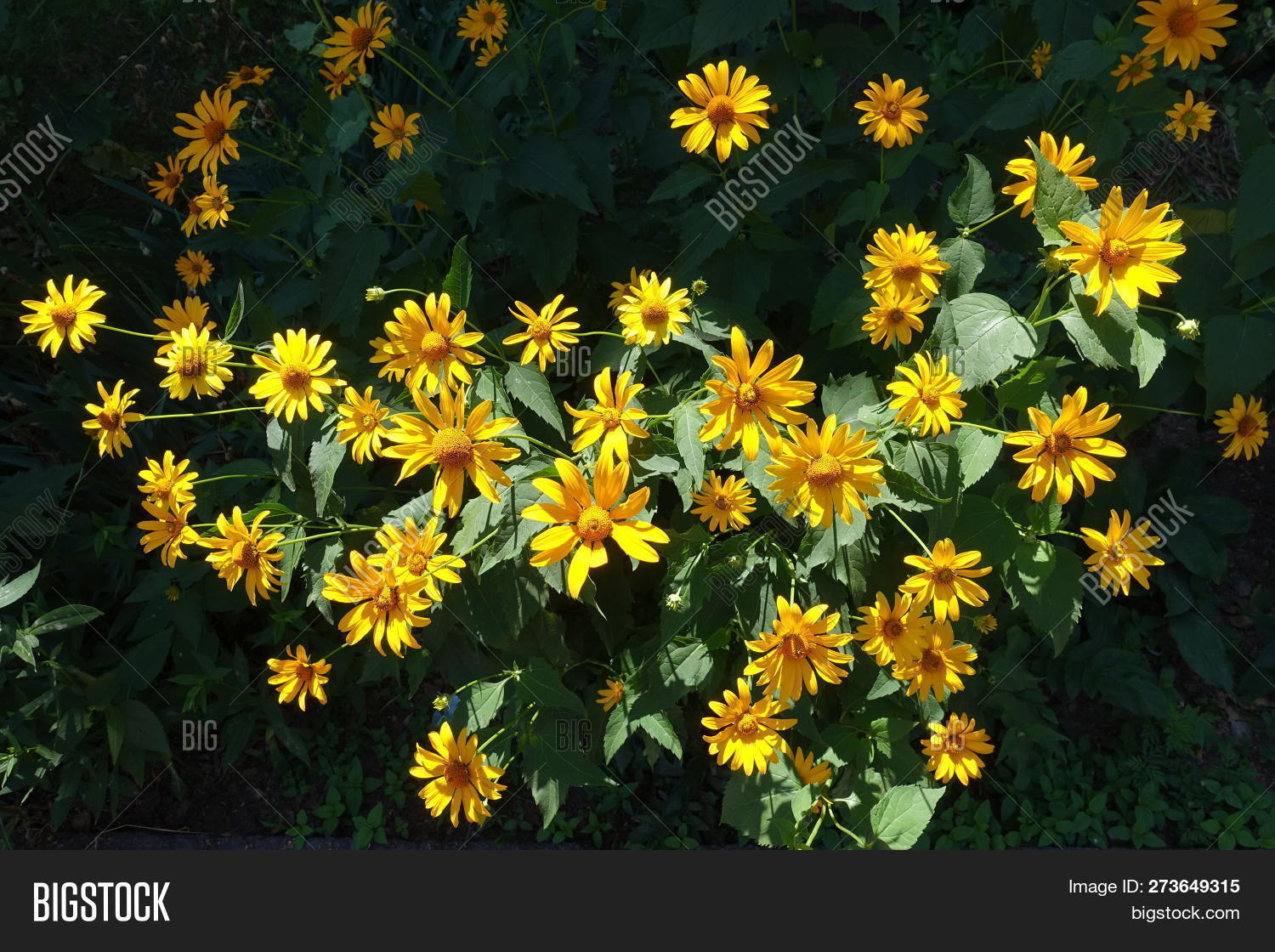 Lots Yellow Flower Image & Photo (Free Trial) | Bigstock