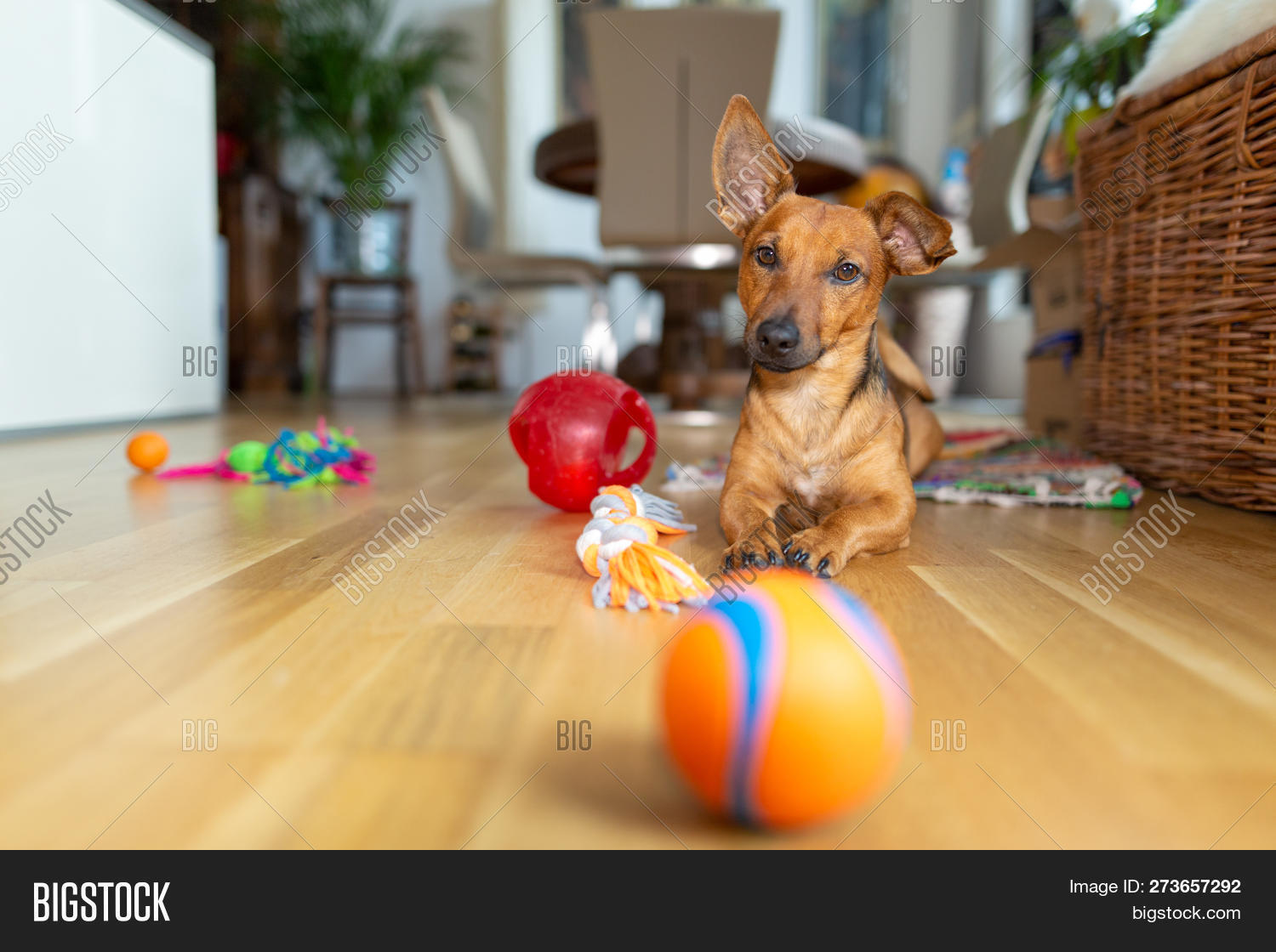 Little Dog Home Living Image & Photo (Free Trial) | Bigstock