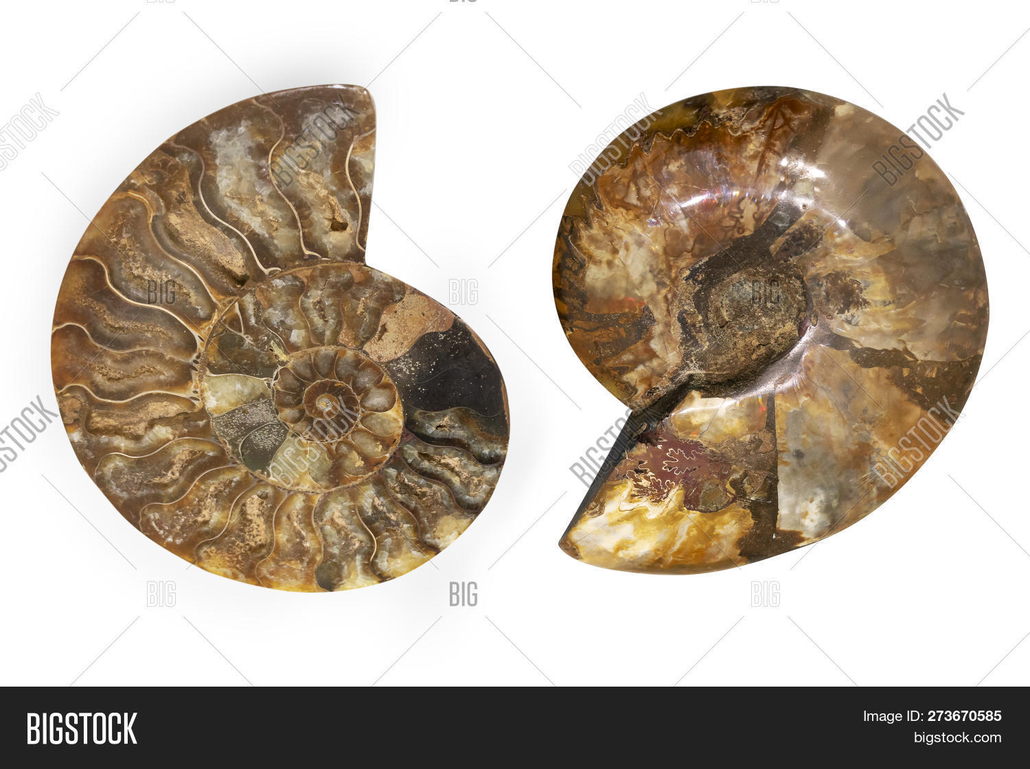 Nautilus Shell Fossil Image & Photo (Free Trial) | Bigstock