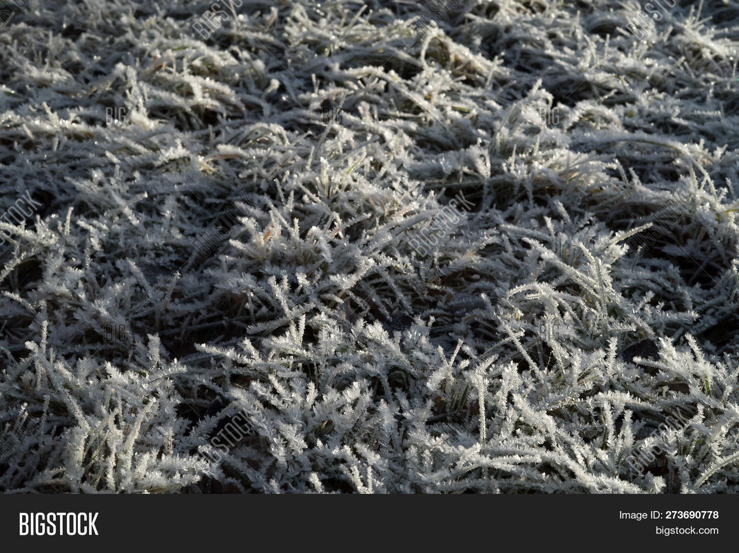 Ground Covered Image & Photo (Free Trial) | Bigstock