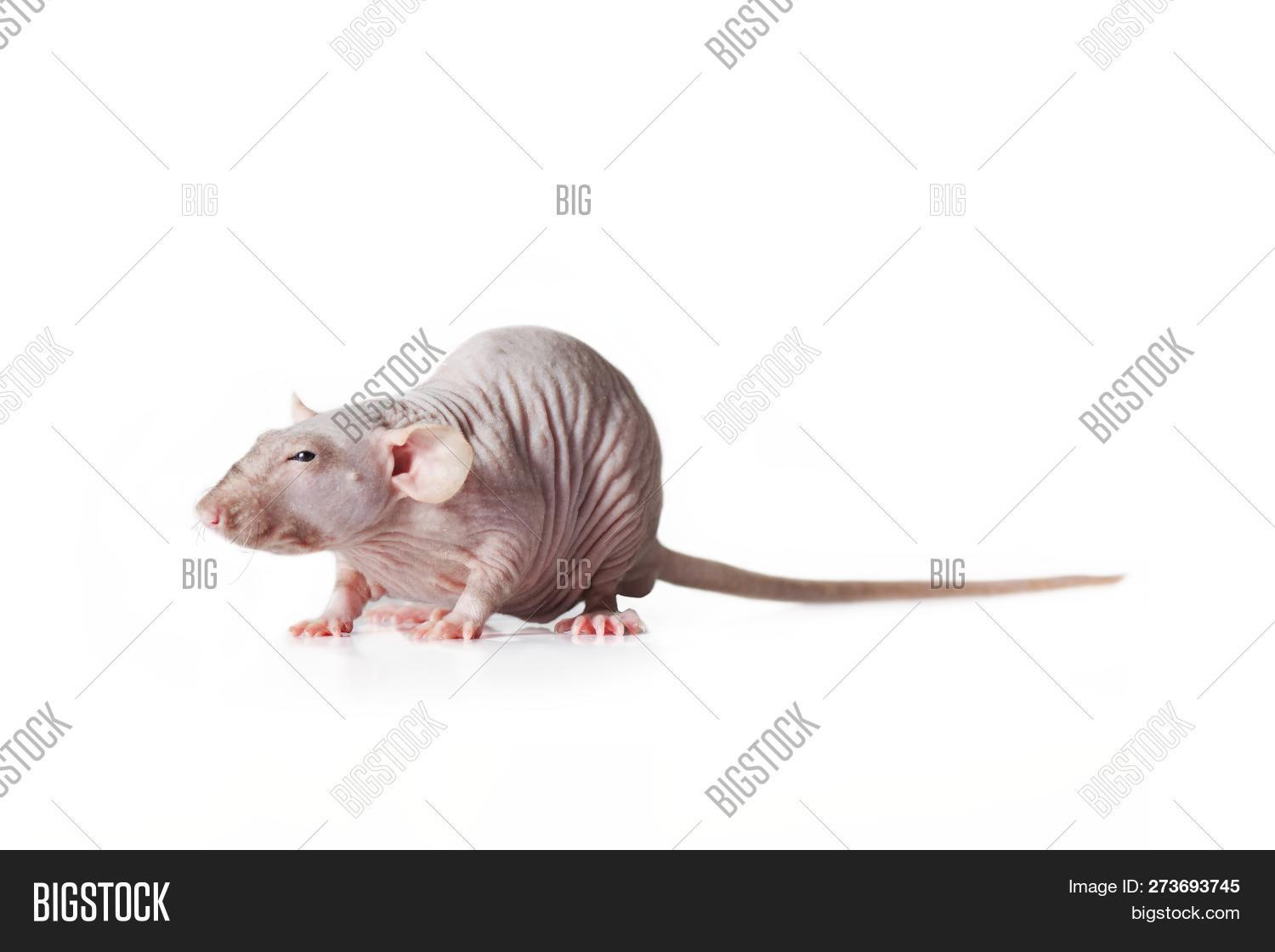 Hairless Rat, Side Image & Photo (Free Trial) | Bigstock