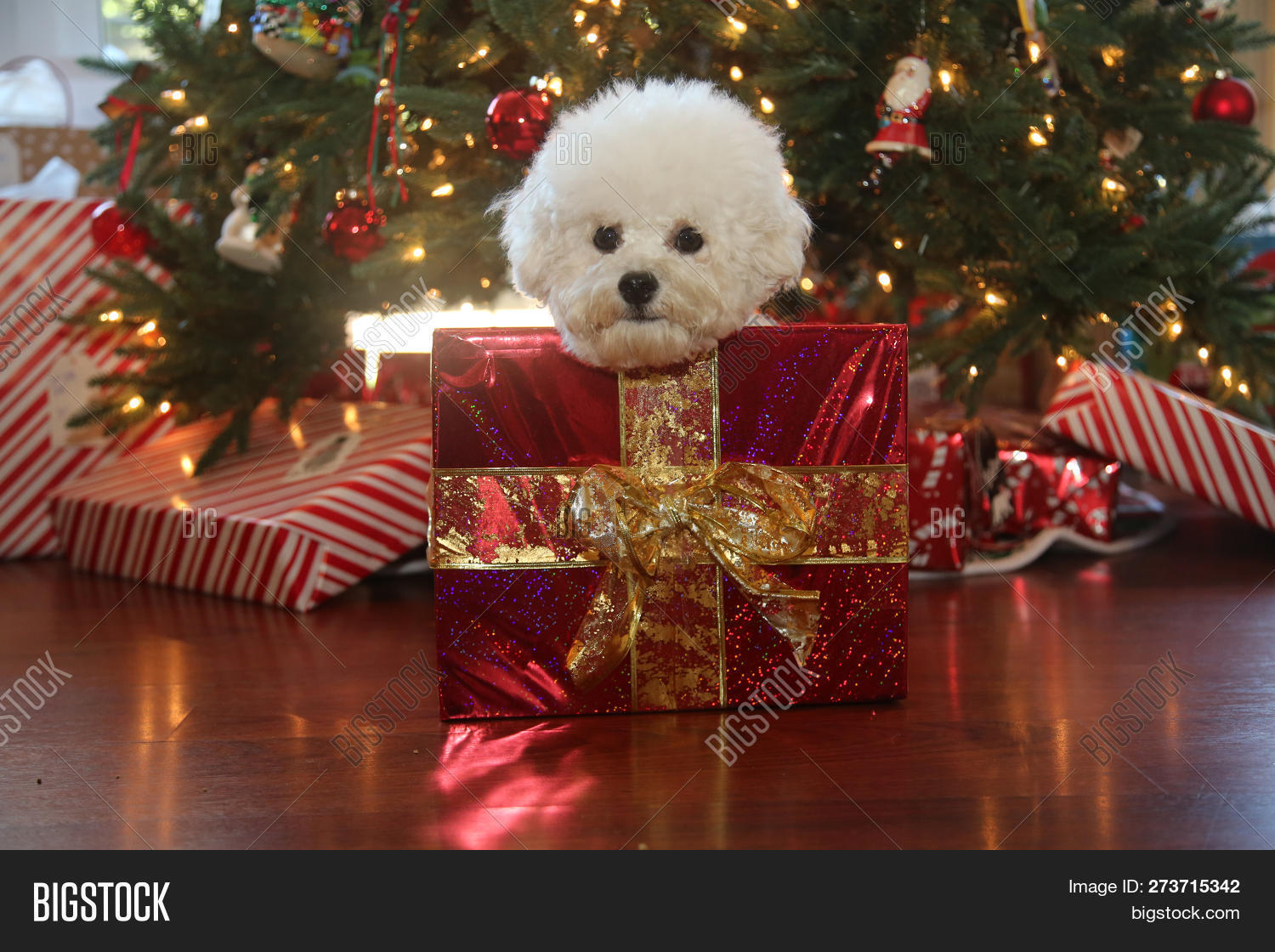Christmas Dog. Cute Image & Photo (Free Trial) | Bigstock