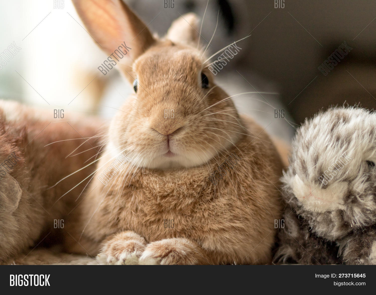 Rufus Bunny Rabbit Image & Photo (Free Trial) | Bigstock