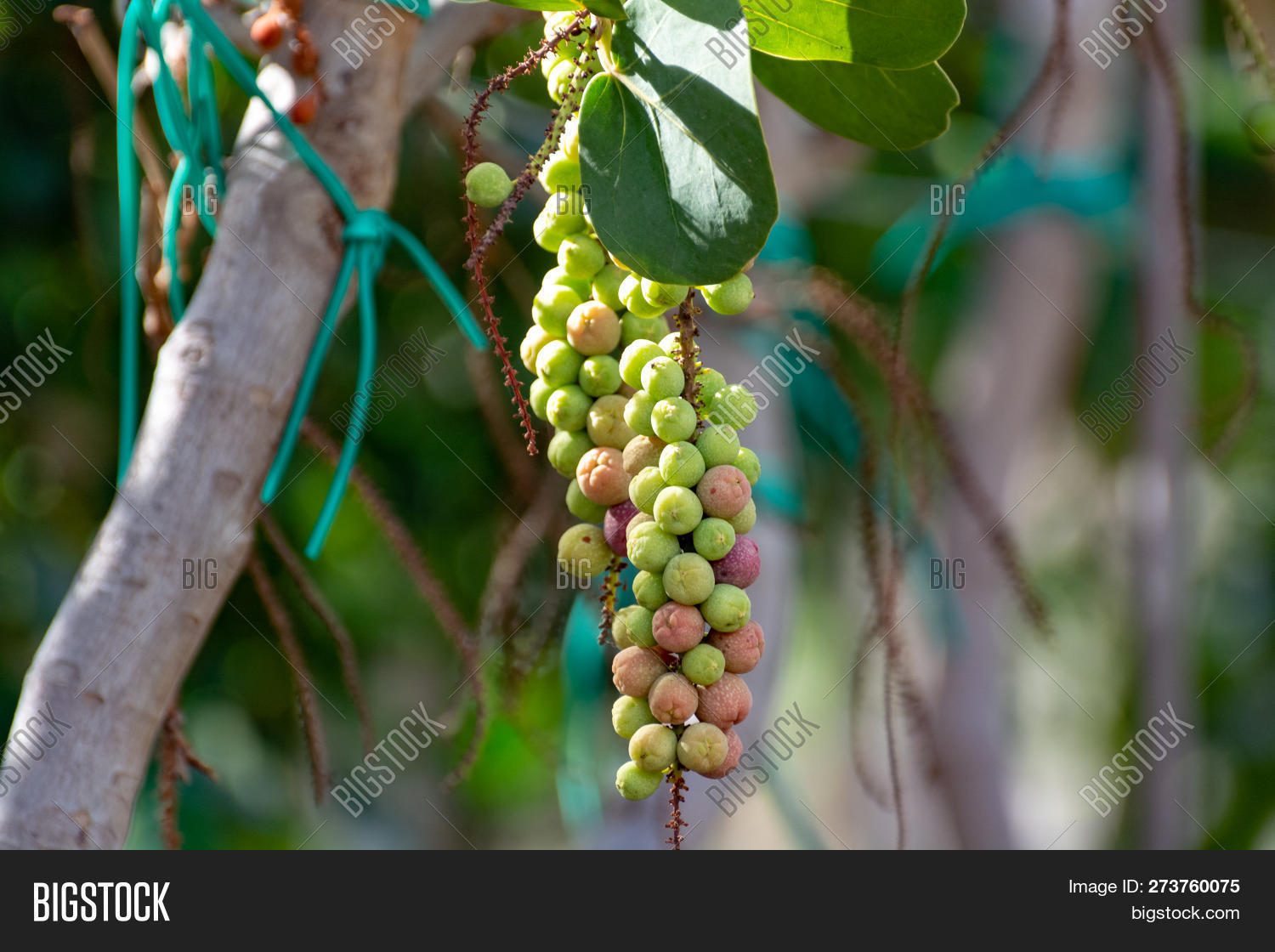 Coccoloba Uvifera Image & Photo (Free Trial) | Bigstock