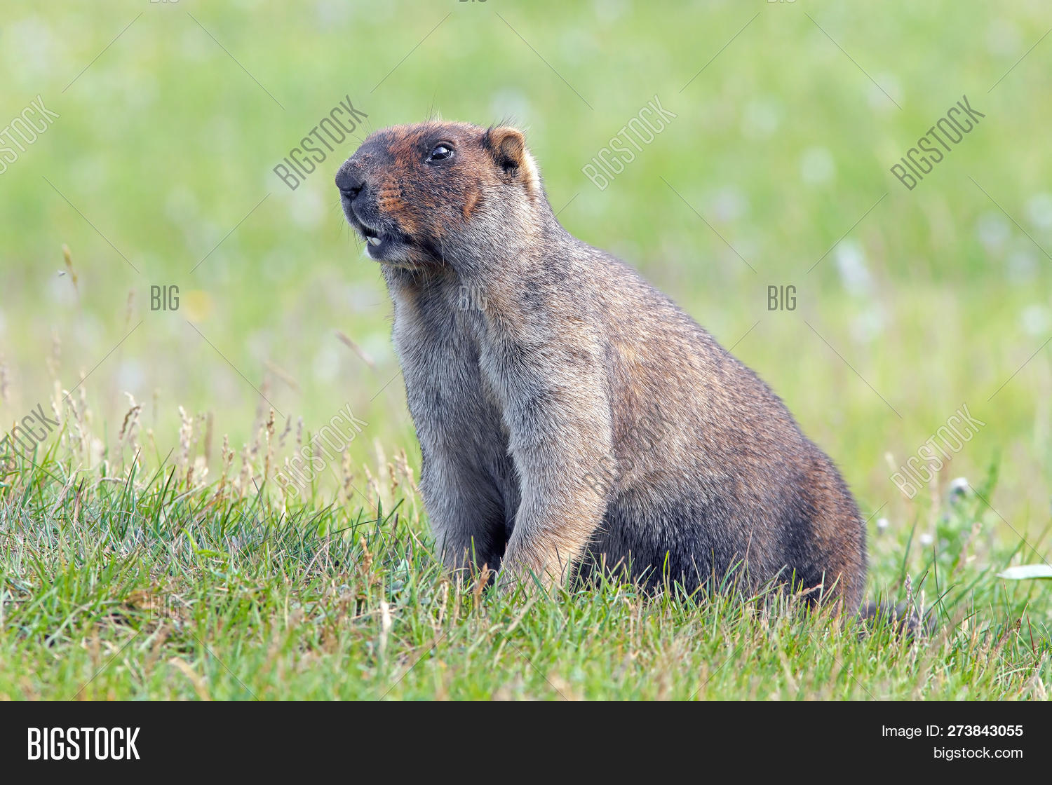 Funny Groundhog Fluffy Image & Photo (Free Trial) | Bigstock