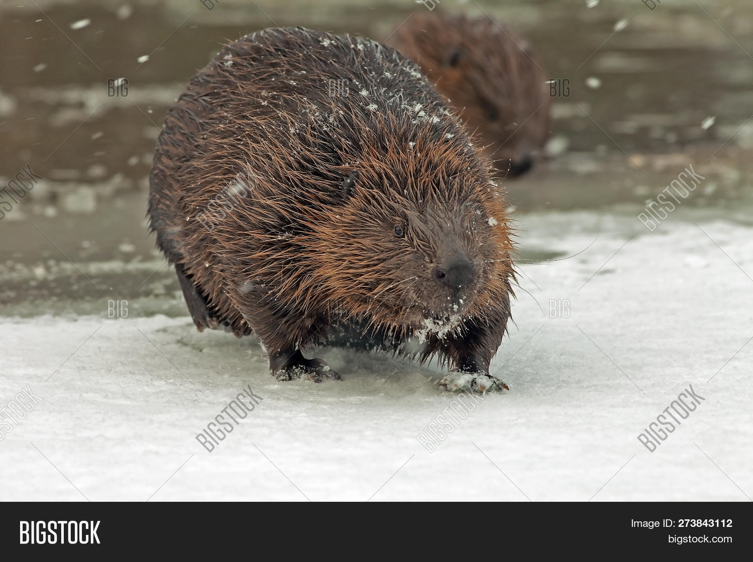 Imagen y foto Funny Brown (prueba gratis) | Bigstock